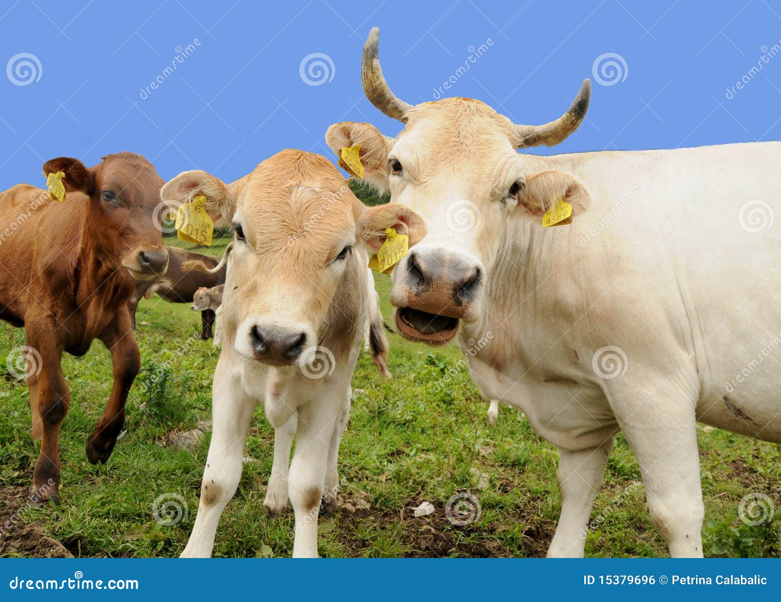Happy cow and calf stock photo. Image of farm, food, breed - 15379696