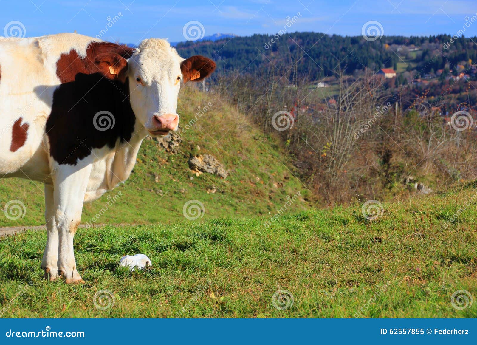 Happy cow stock image. Image of blue, agriculture, milk - 62557855