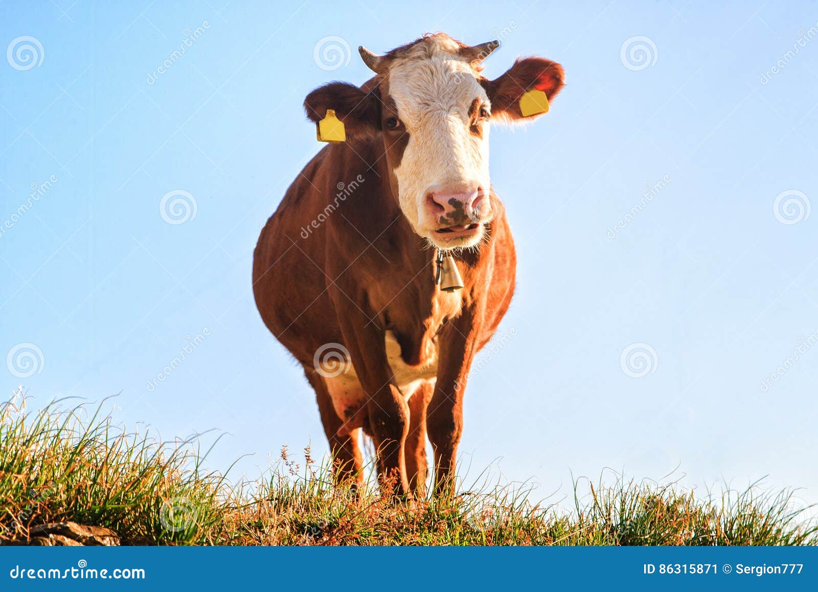 Happy cow stock image. Image of brown, blue, montenegro - 86315871