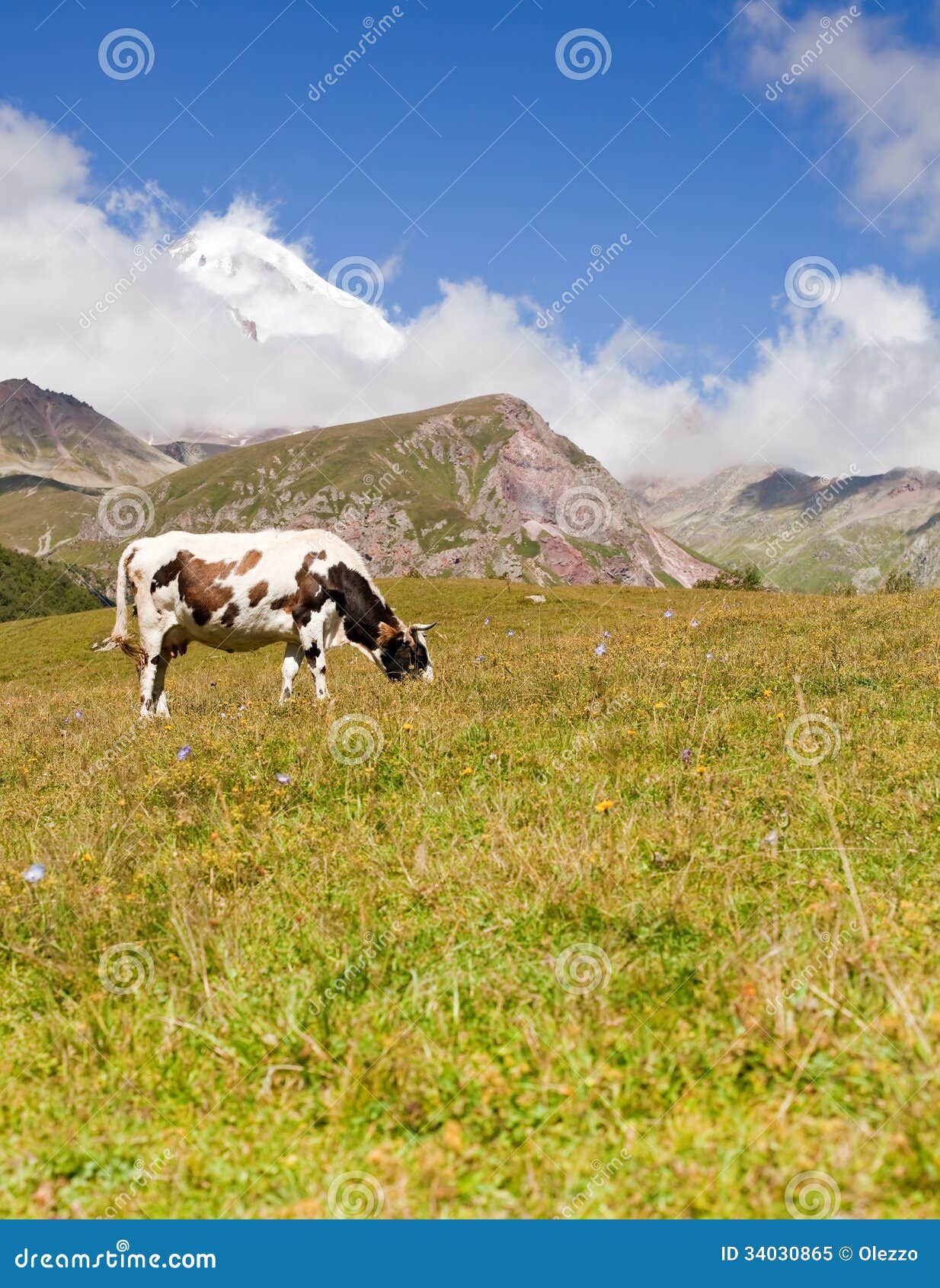 Happy cow grazing stock image. Image of mammals, georgia - 34030865