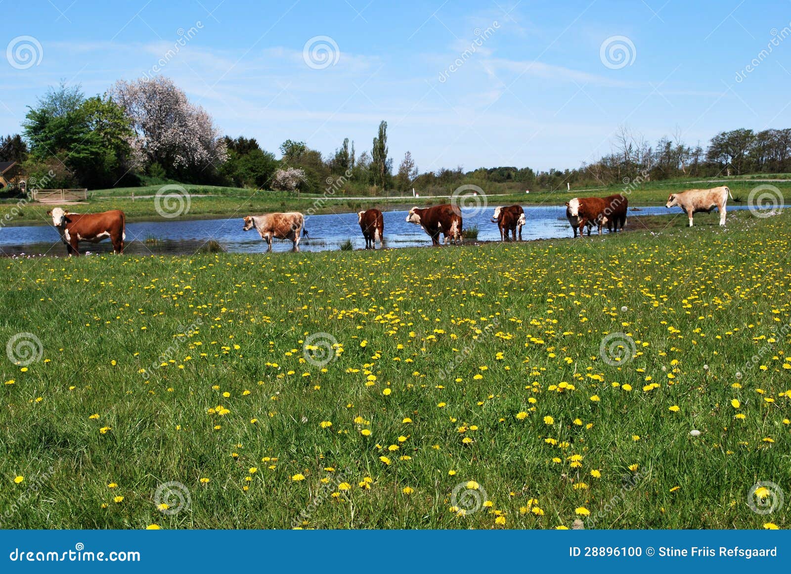 Happy cows stock photo. Image of water, brown, nature - 28896100
