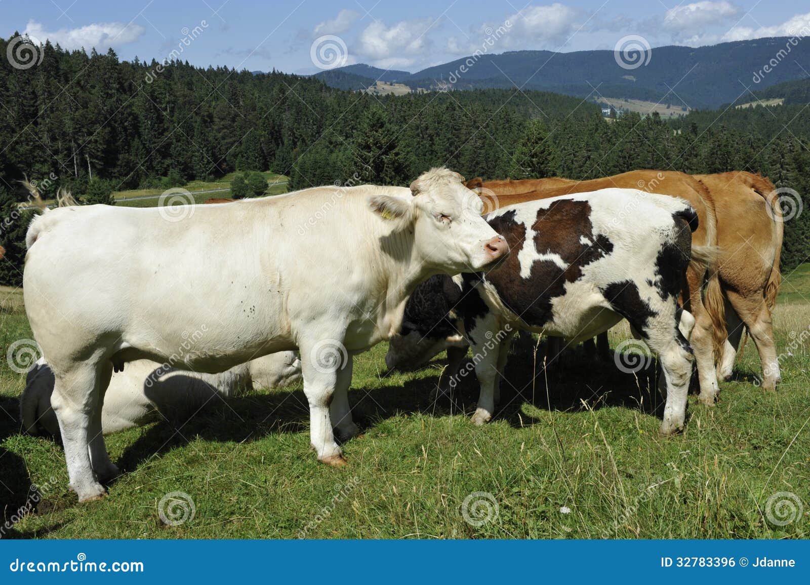 Outdoor Cows stock photo. Image of animals, farming, mammal - 32783396