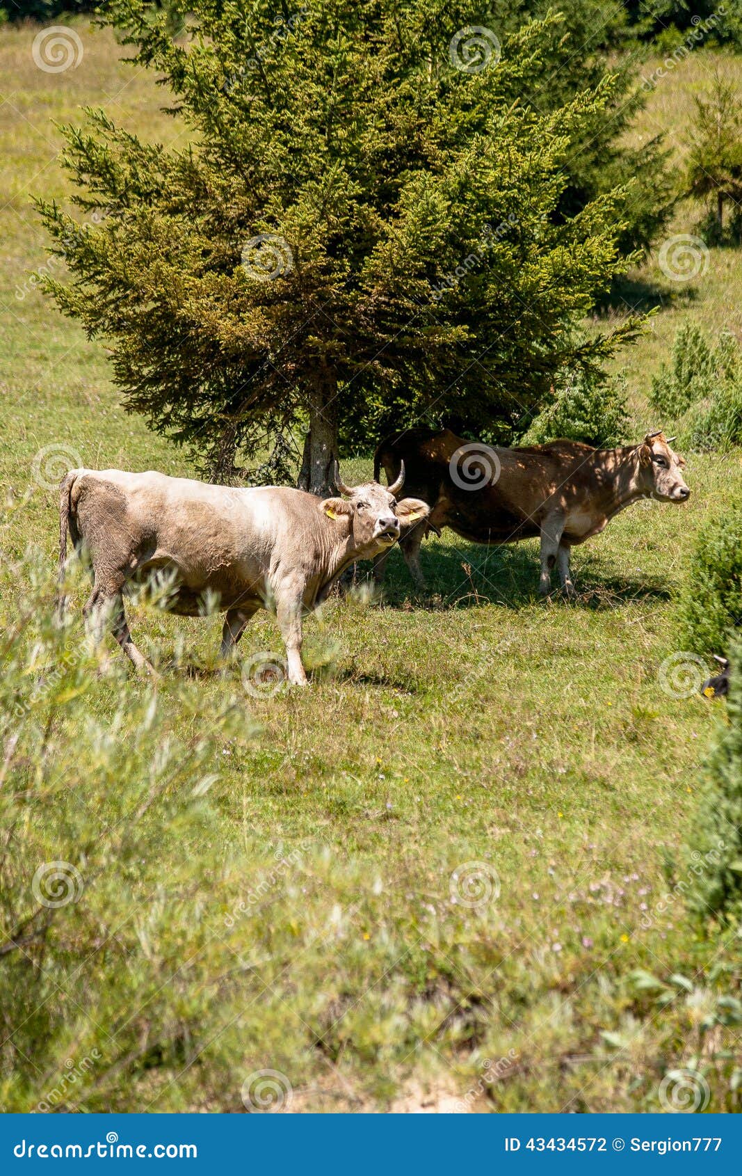 Happy cows stock photo. Image of meadow, grass, flowers - 43434572