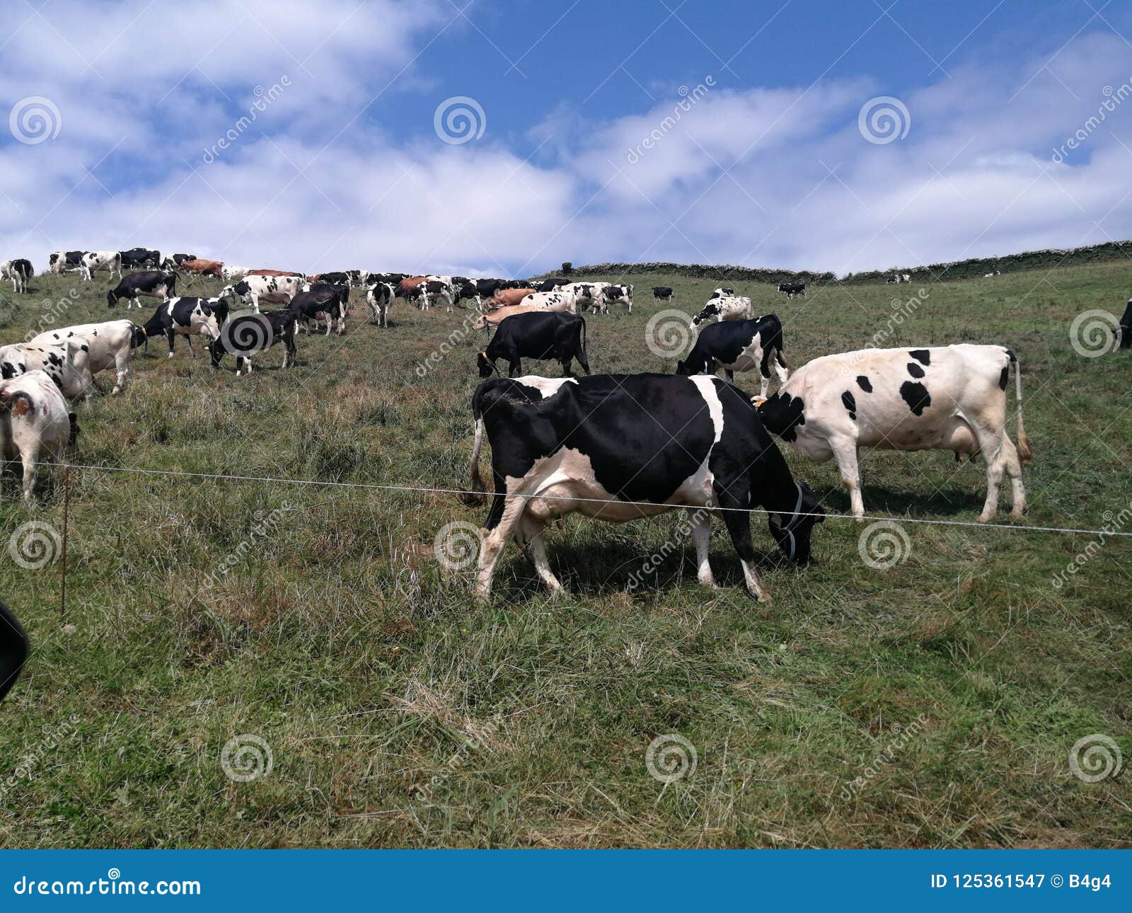 Happy cows stock image. Image of azores, happy, cows - 125361547