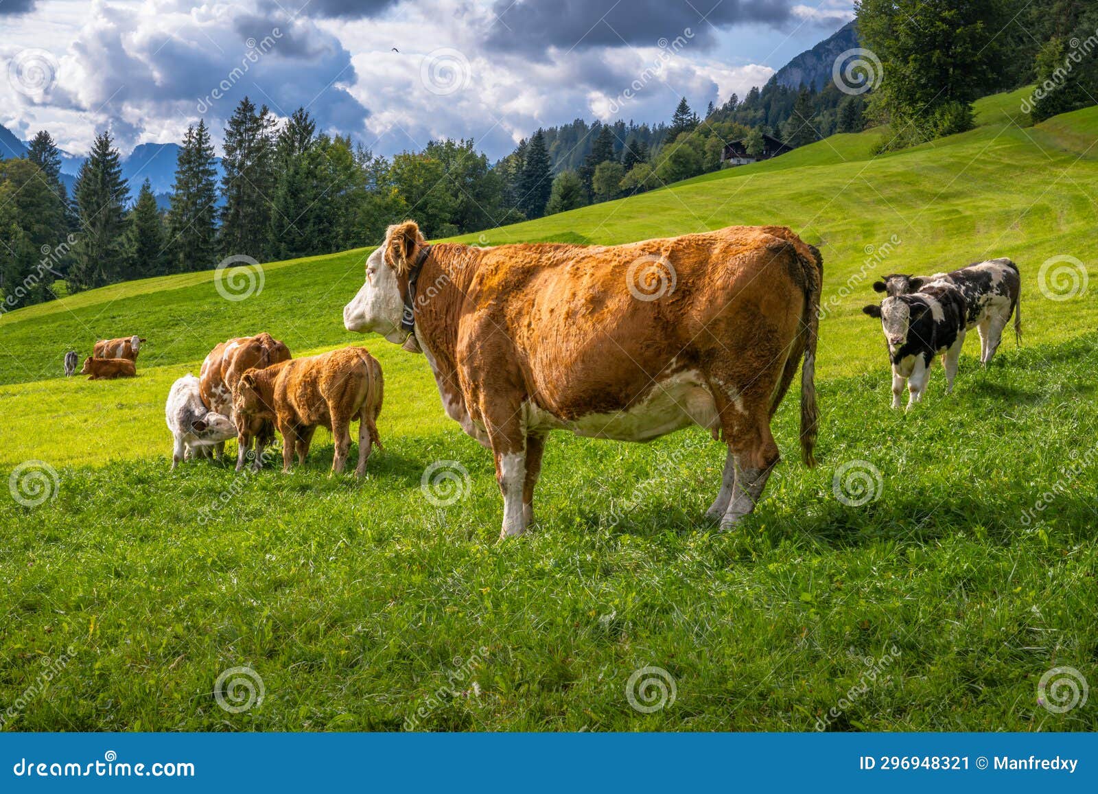 Happy Cows Royalty-Free Stock Image | CartoonDealer.com #28896100