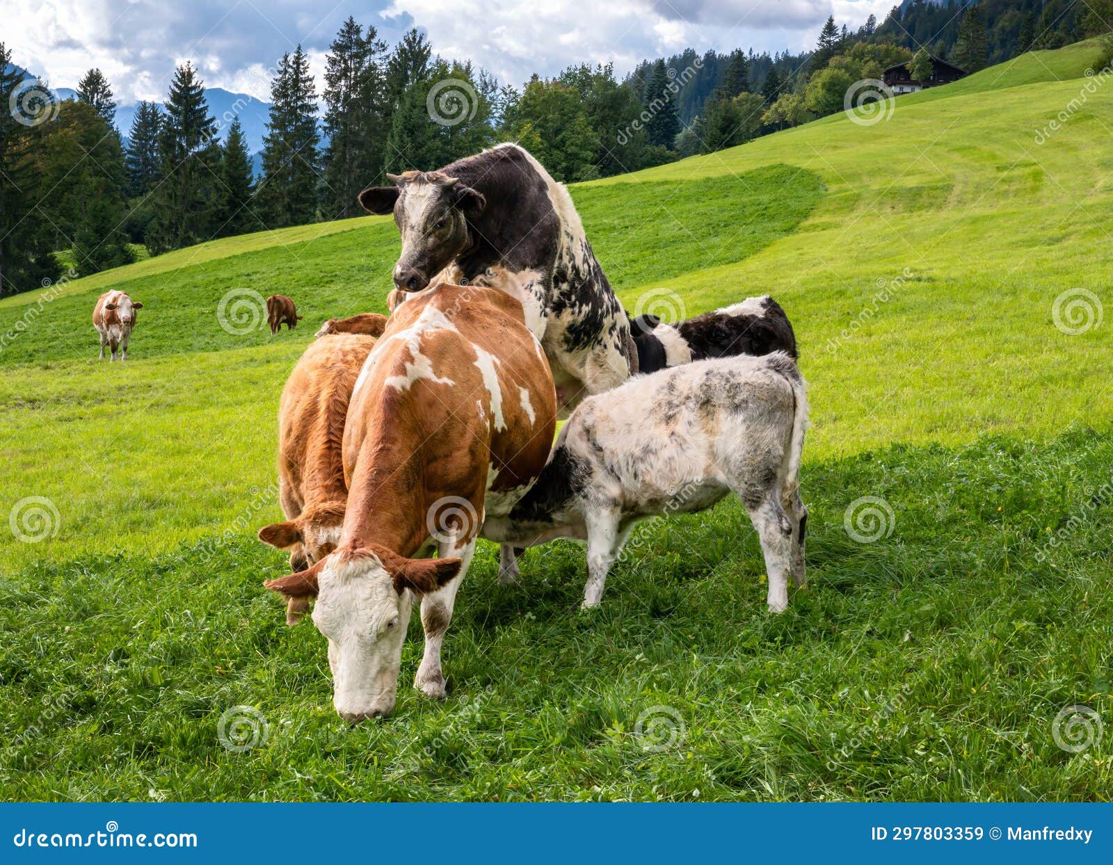 Happy Cows on a Pasture in the Alps Stock Image - Image of milk, nature ...