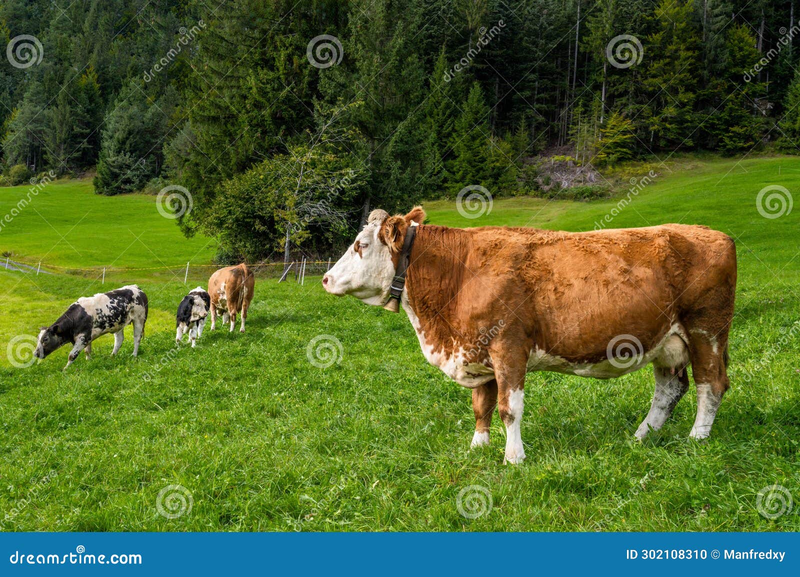 Happy Cows on a Pasture in the Alps Stock Photo - Image of herd, nature ...
