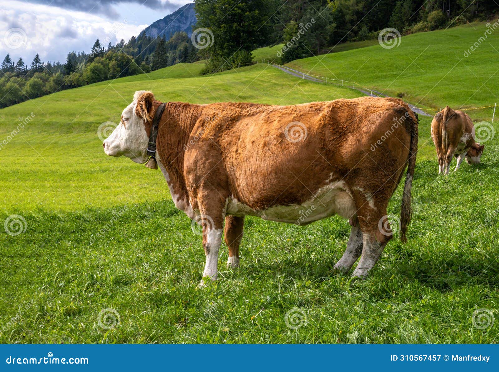 Happy Cows on a Pasture in the Alps Stock Image - Image of herd ...