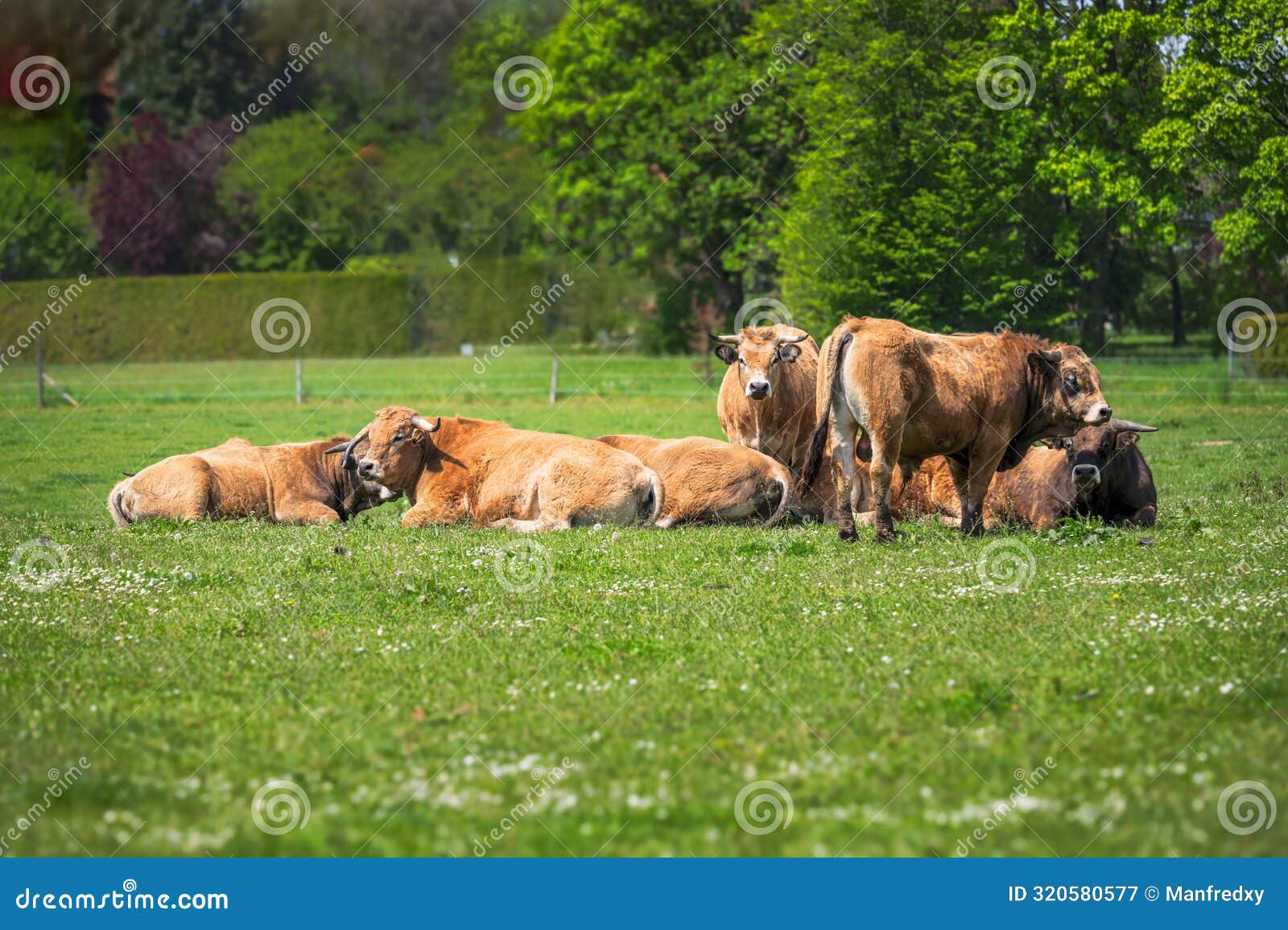 Happy cows on a pasture stock image. Image of milk, cows - 320580577