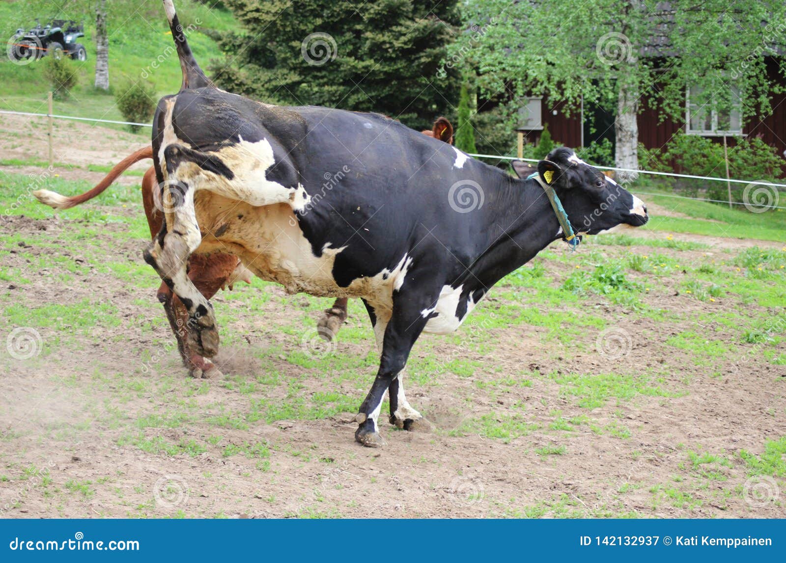 Happy cows in Springtime stock image. Image of herd - 142132937
