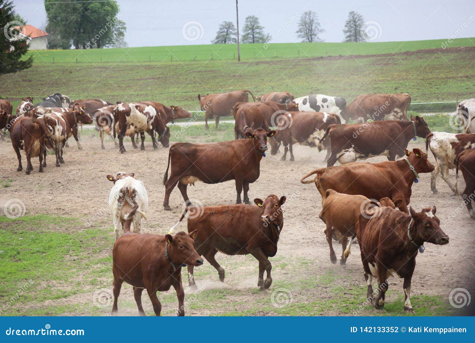 Happy cows in Springtime stock photo. Image of jumping - 142133352