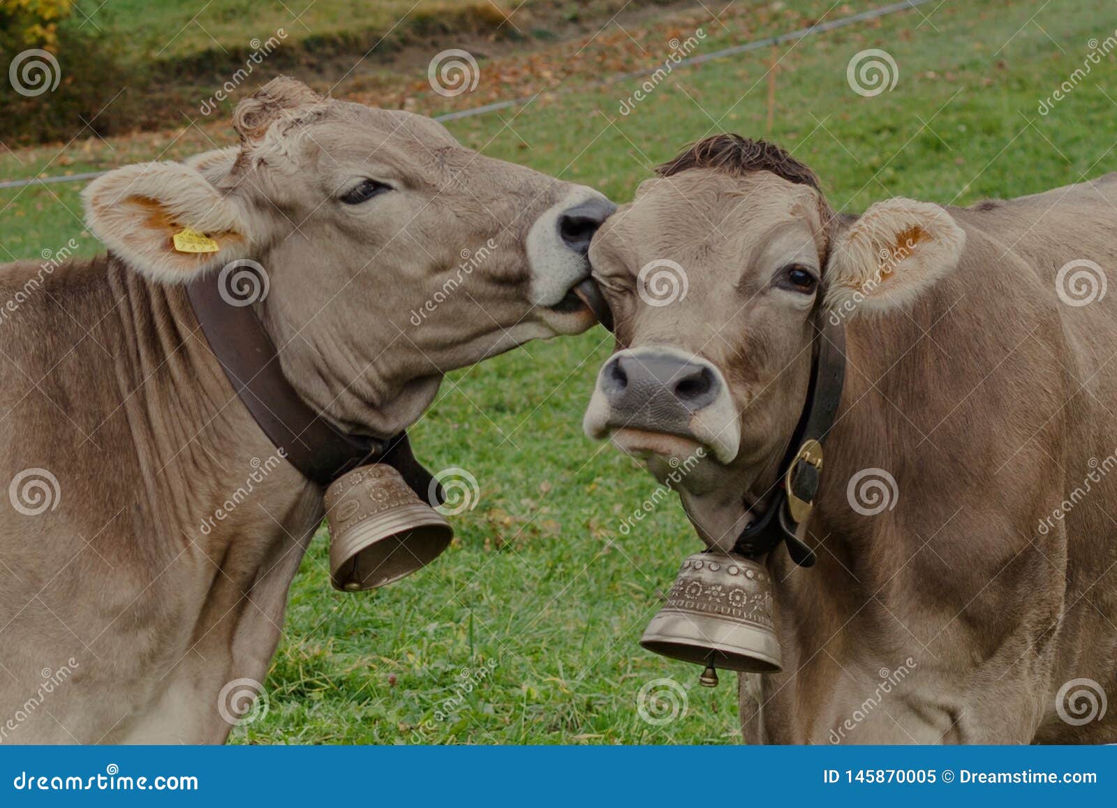 Happy Cows Royalty-Free Stock Image | CartoonDealer.com #28896100