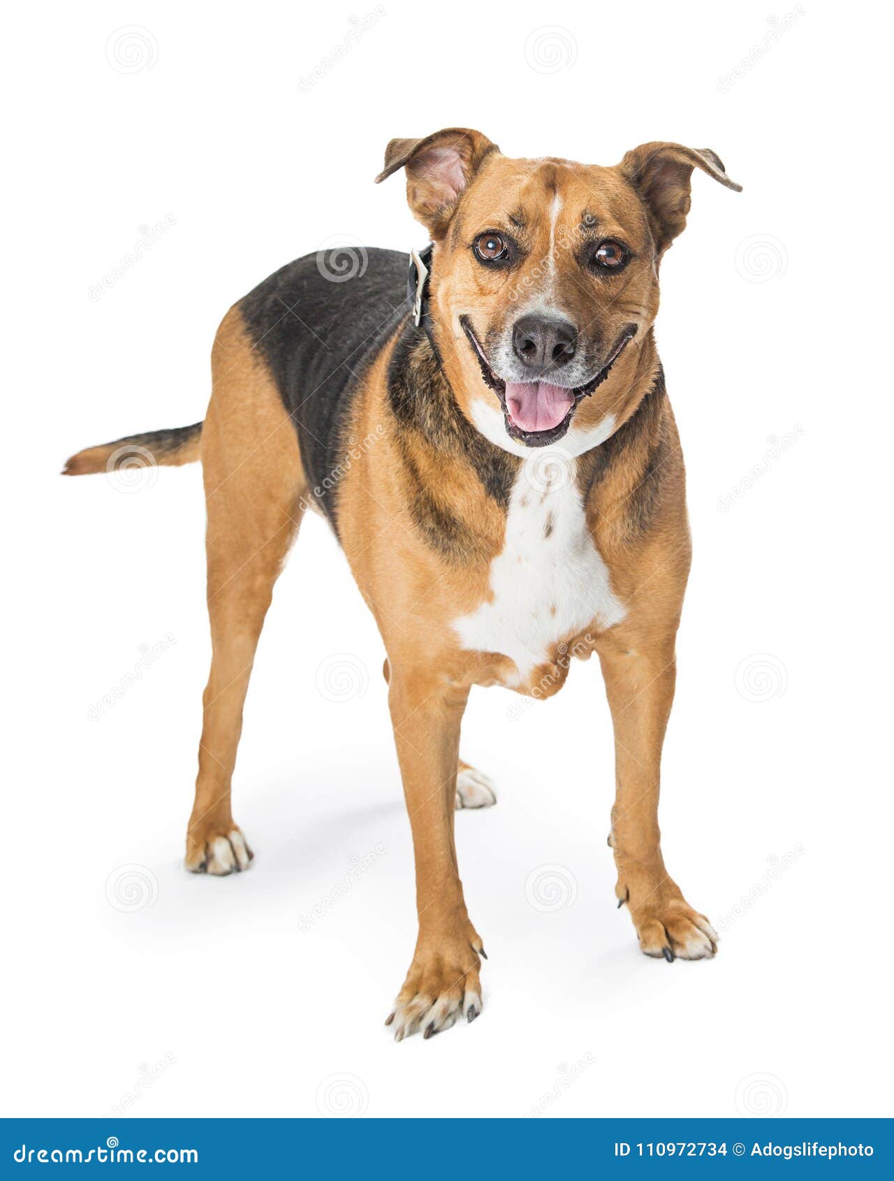 Happy Crossbreed Hound Dog on White Stock Photo - Image of friendly ...