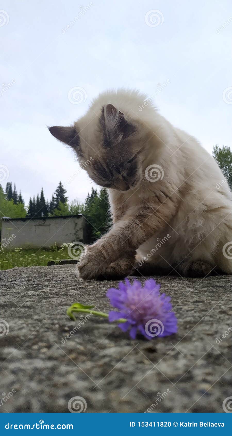 Happy cute cat and flower stock photo. Image of flower - 153411820