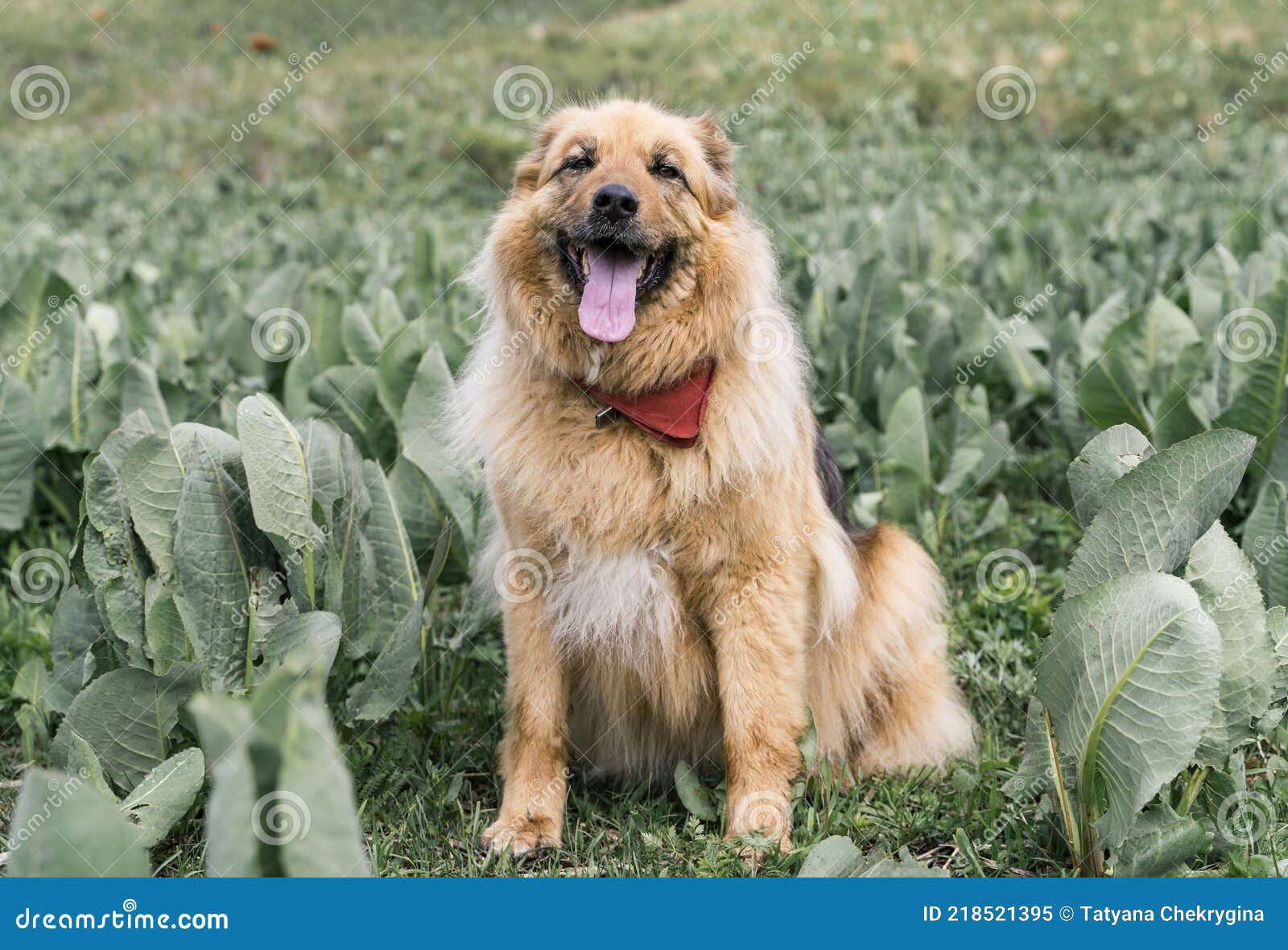 Happy Cute Fluffy Beige Dog Outdoors in Summer Stock Image - Image of ...
