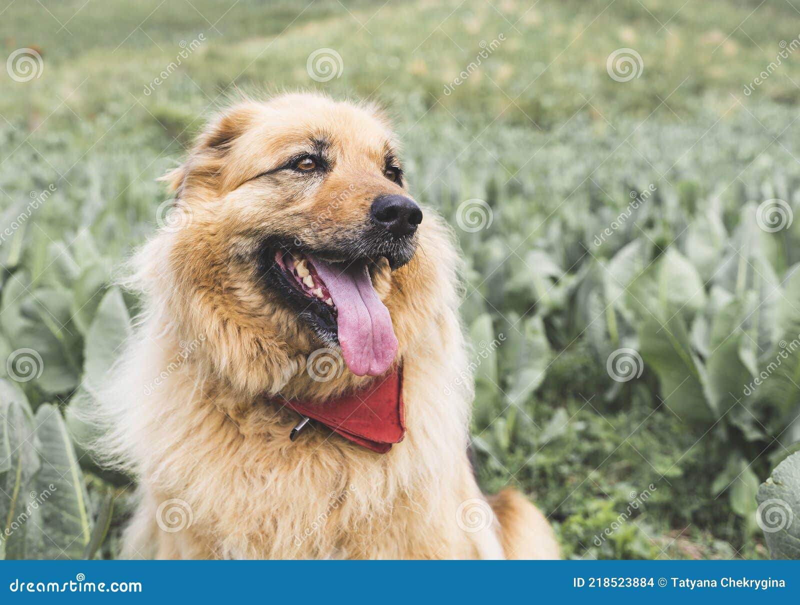 Happy Cute Fluffy Beige Dog Outdoors in Summer Stock Photo - Image of ...