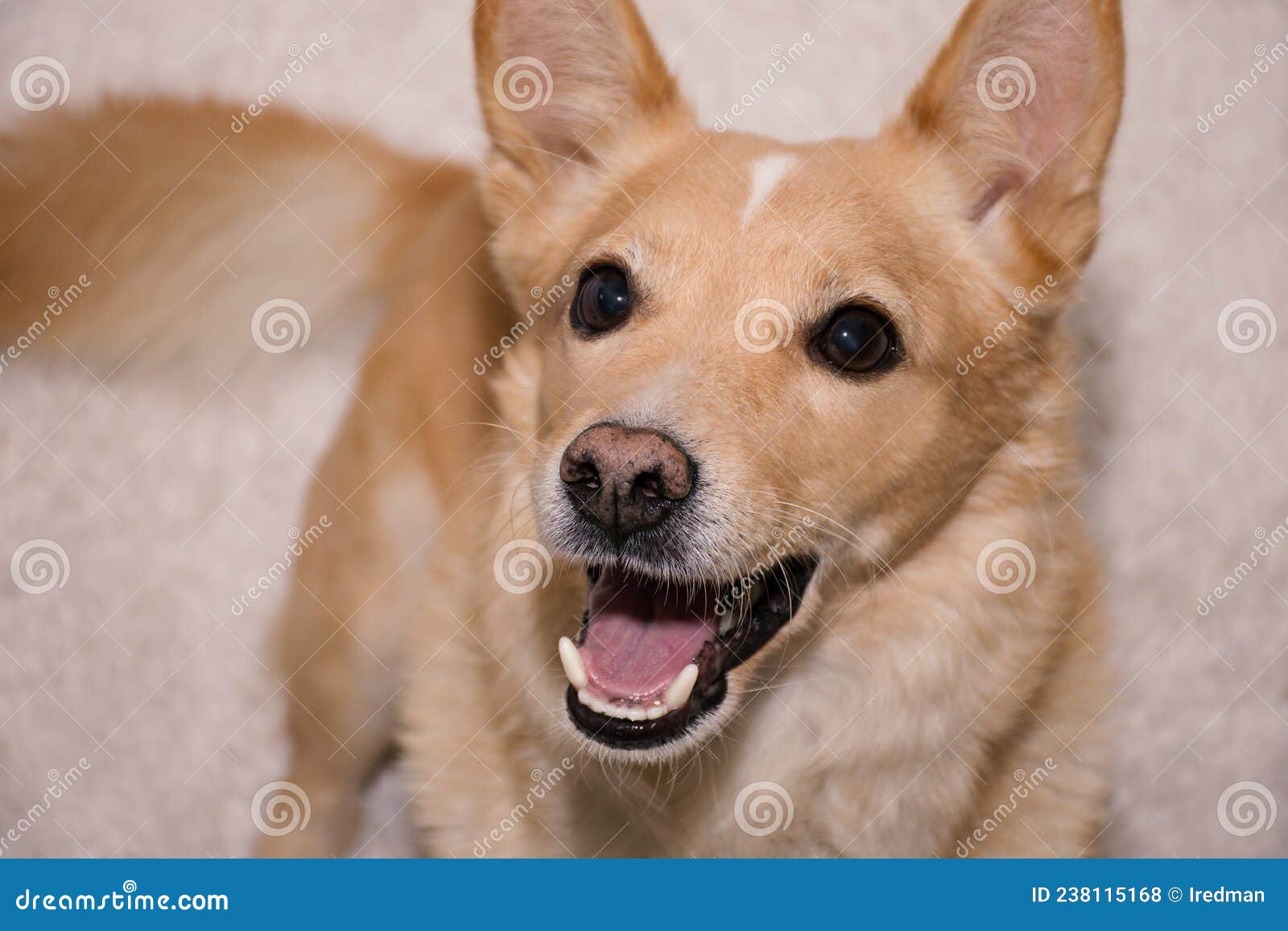 Happy cute ginger dog stock photo. Image of emotions - 238115168