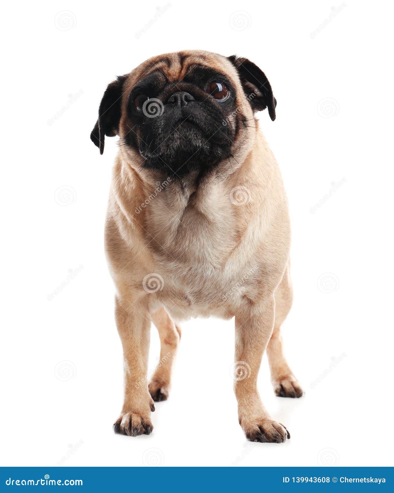 Happy Cute Pug Dog on White Stock Photo - Image of beautiful, adorable ...