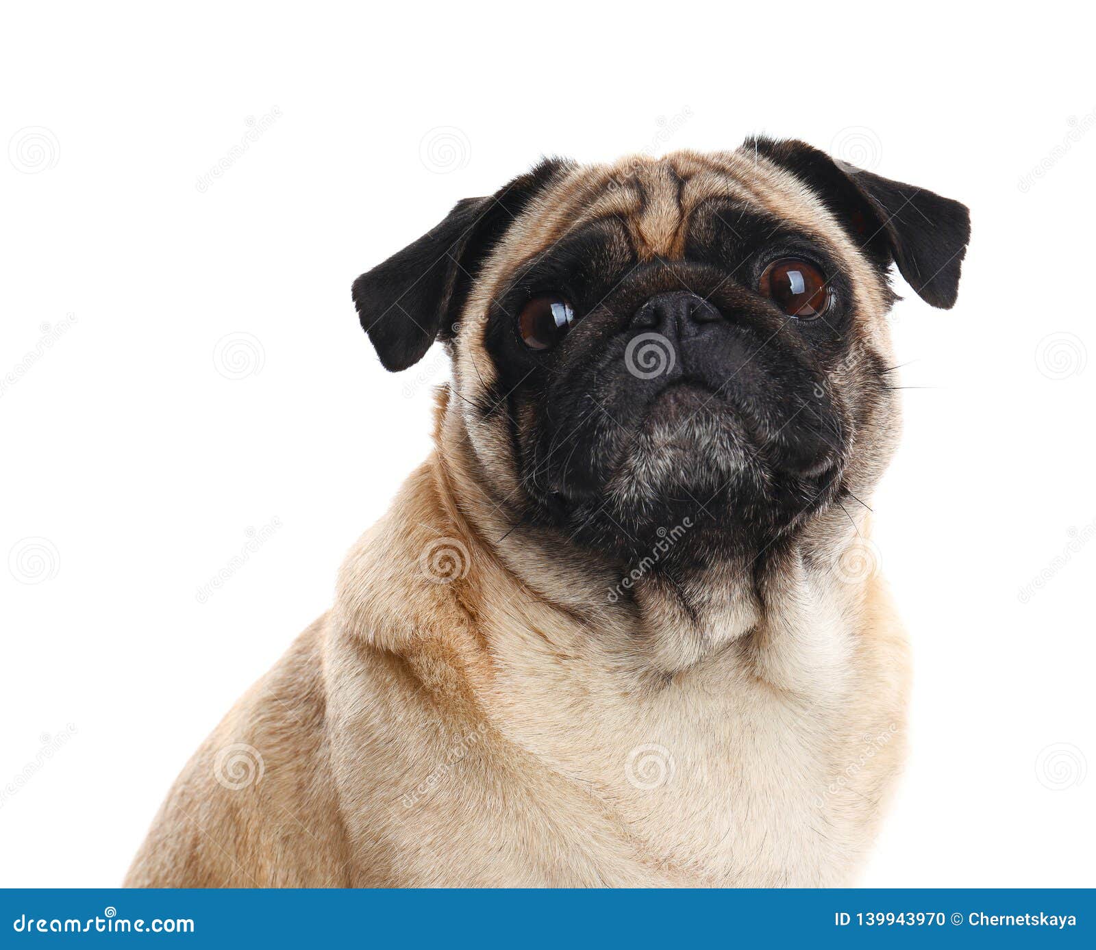Happy cute pug dog stock photo. Image of adorable, friendly - 139943970