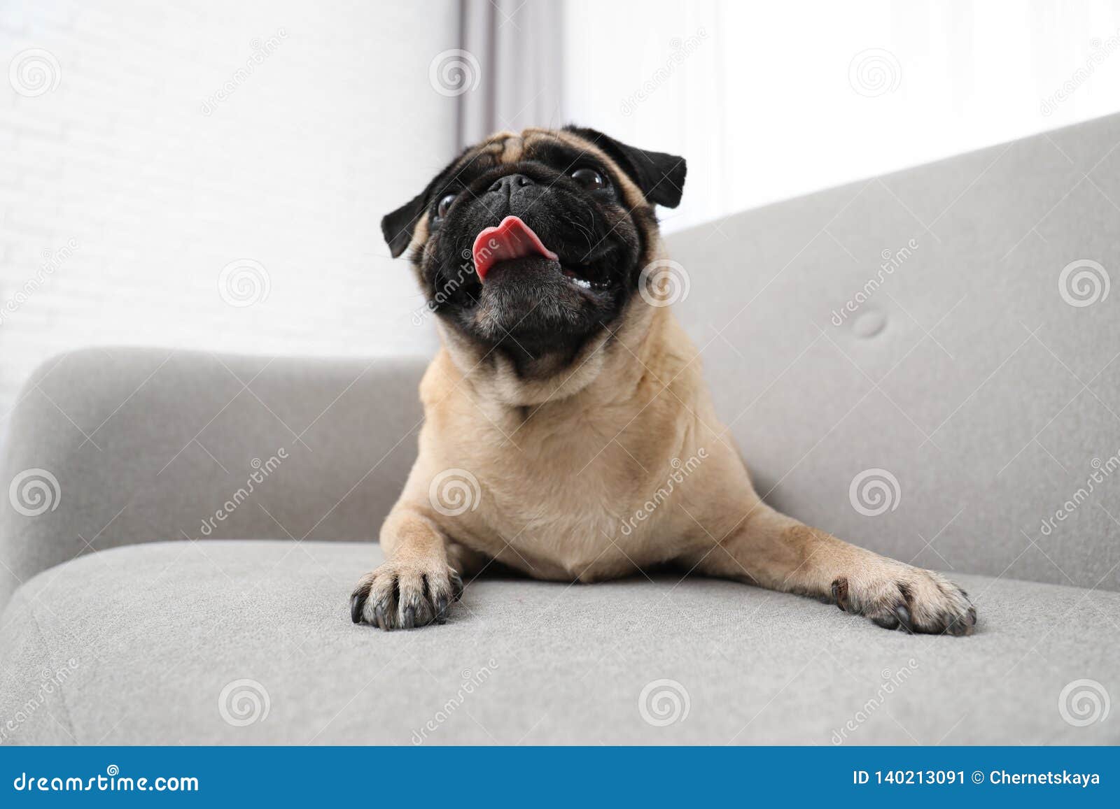 Happy cute pug dog on sofa stock image. Image of beige - 140213091