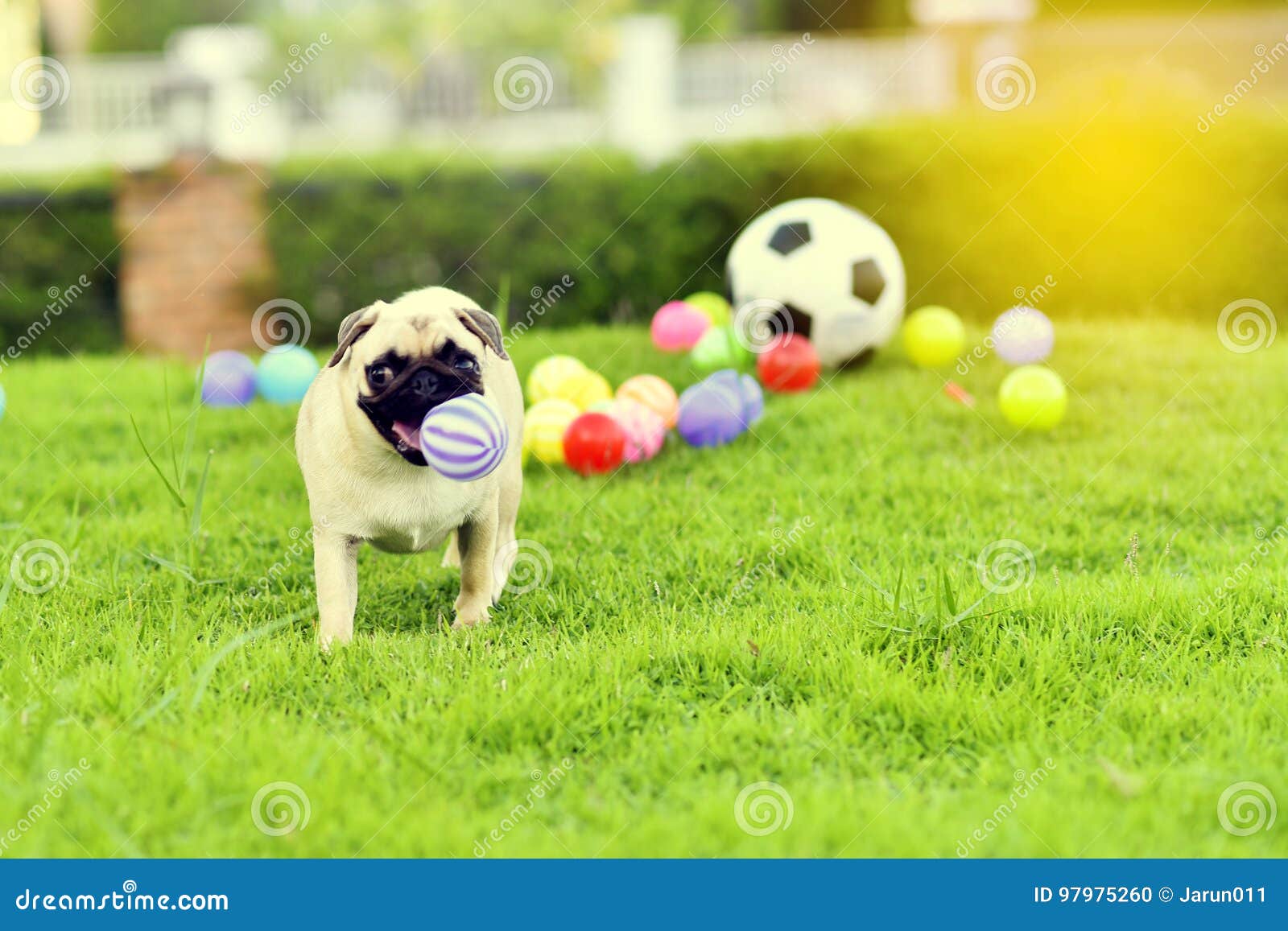 Happy cute Pug stock photo. Image of puppy, love, hound - 97975260