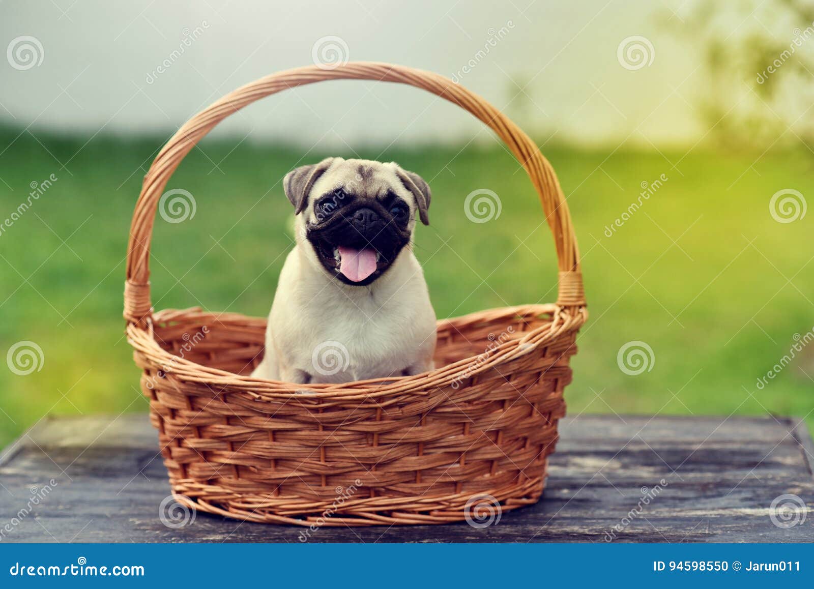 Happy cute Pug stock photo. Image of playing, baby, puggle - 94598550