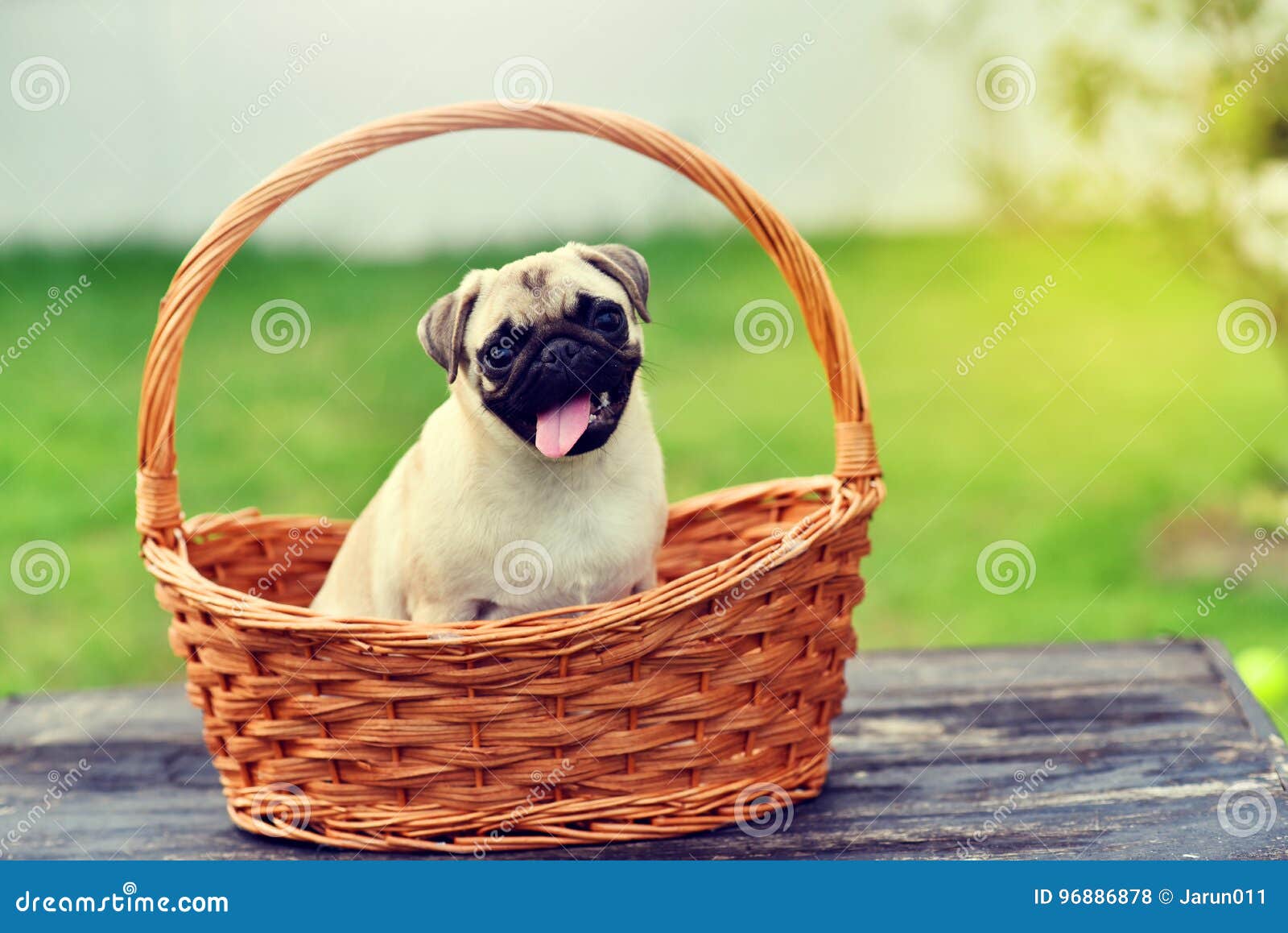 Happy cute Pug stock photo. Image of basket, purebred - 96886878