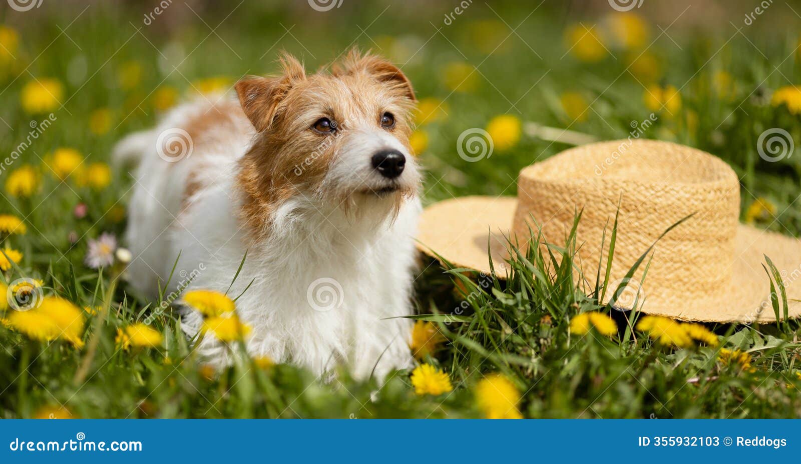 Happy Cute Smiling Dog in the Flowers in Spring Stock Image - Image of ...
