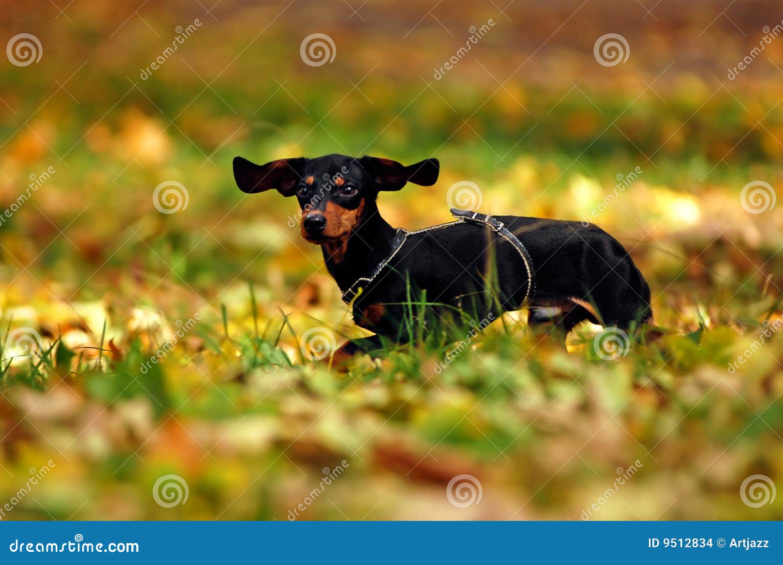 Happy dachshund dog stock photo. Image of dachshund, cute - 9512834
