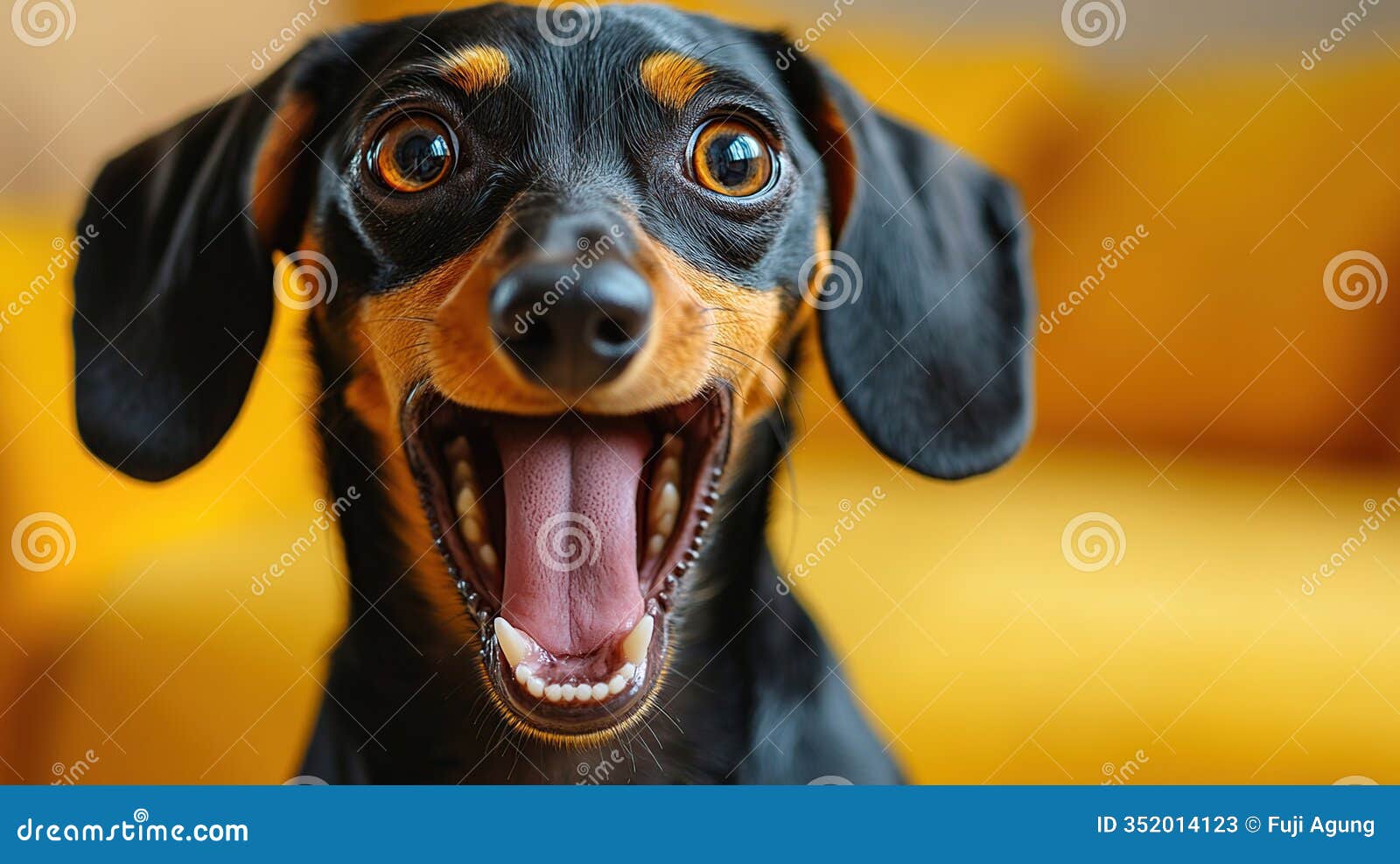 Happy Dachshund Dog Portrait Against A Teal Background Stock Photo ...