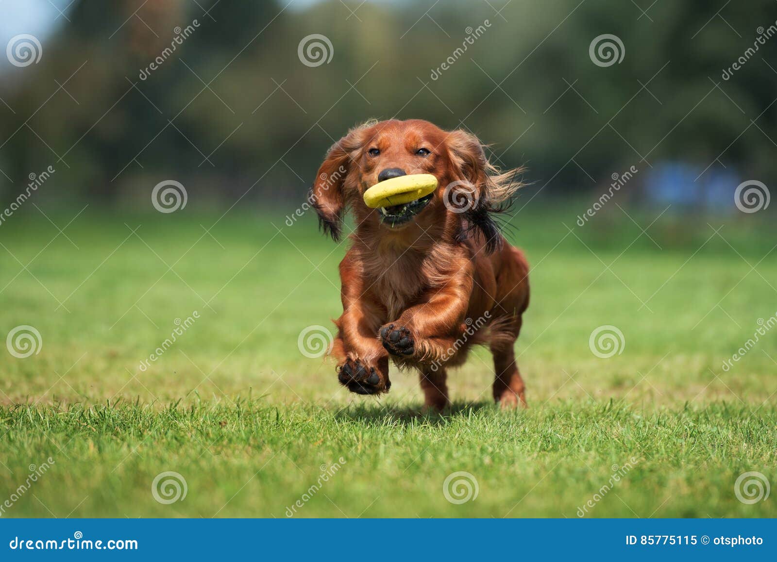 Happy Dachshund Dog Running Stock Image - Image of grass, playful: 85775115