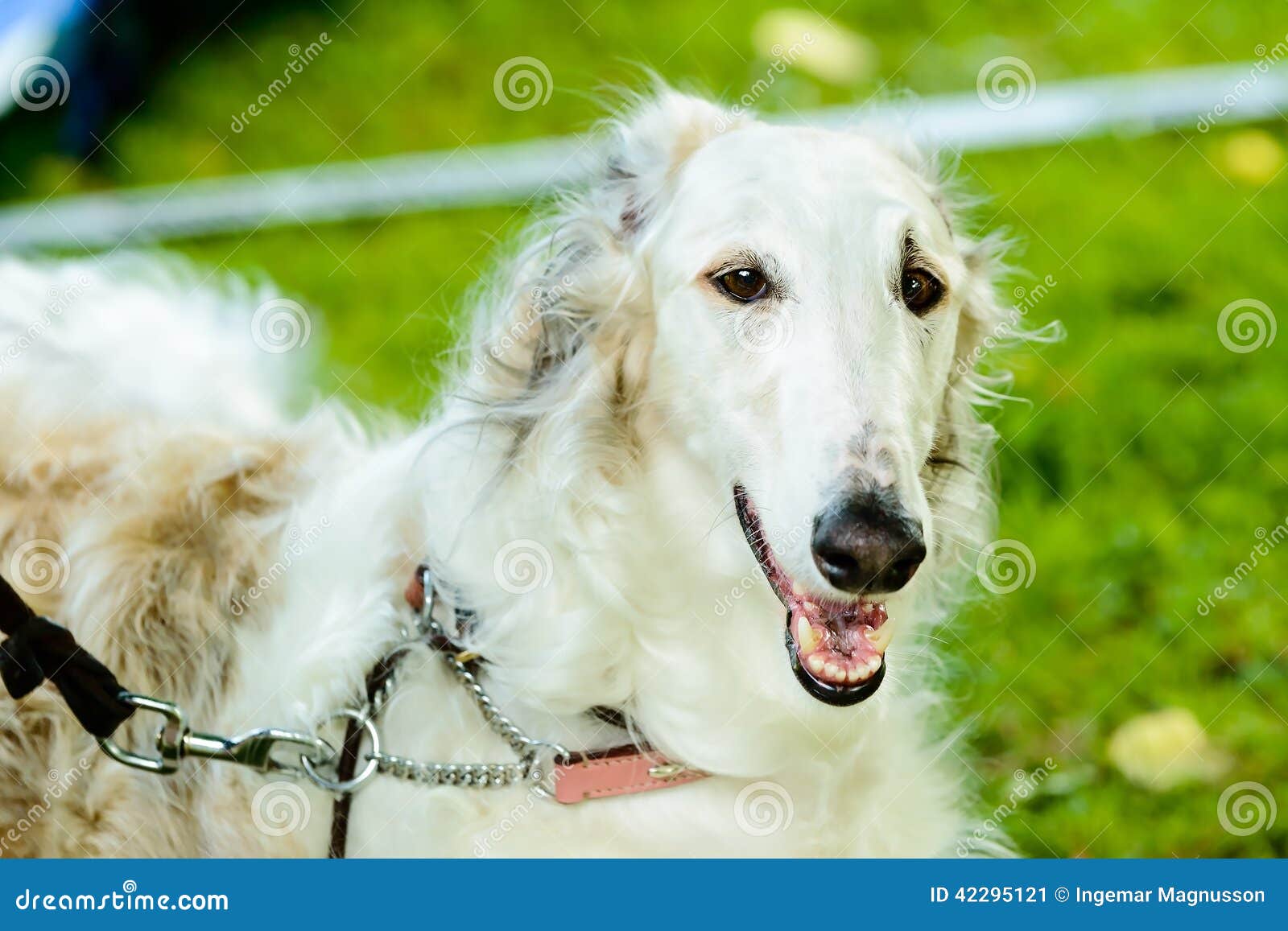 Happy dag with attitude stock image. Image of mouth, purebred - 42295121