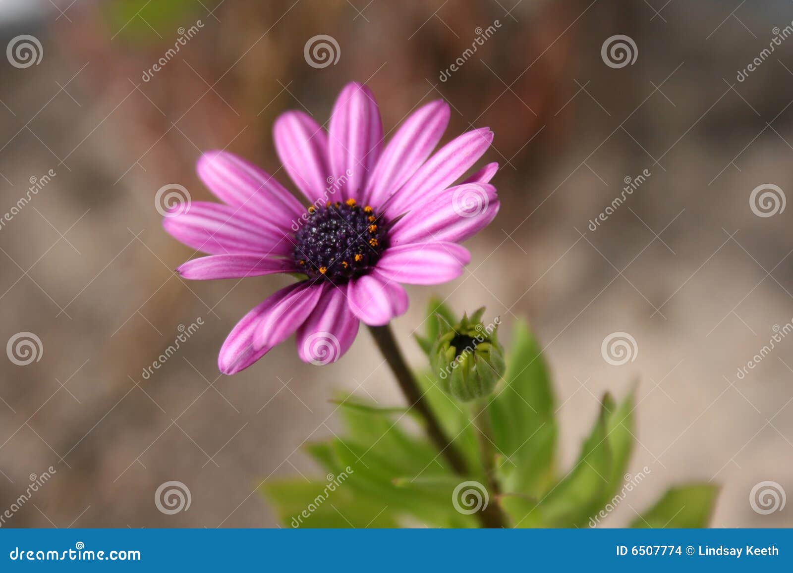 Happy daisy stock photo. Image of flowers, gardens, daisy - 6507774