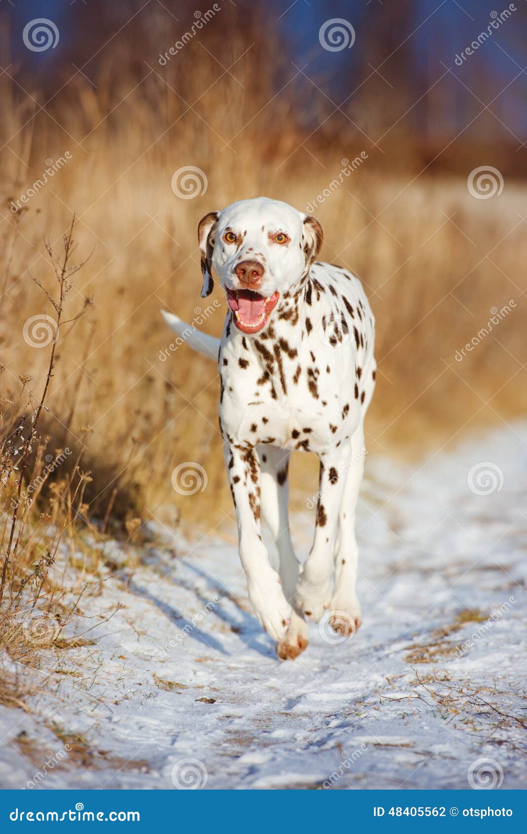 Happy Dalmatian Dog Running Outdoors Stock Photo - Image of chocolate ...