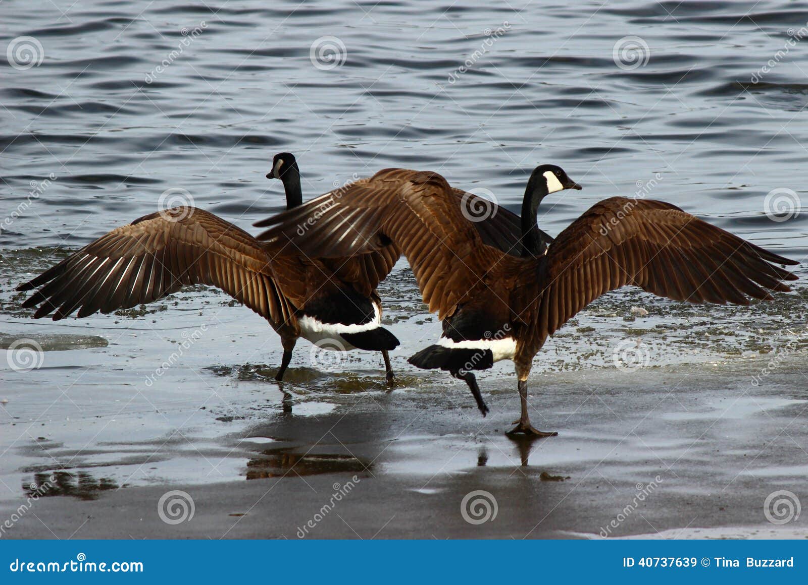 Happy Dance stock image. Image of geese, dance, lake - 40737639