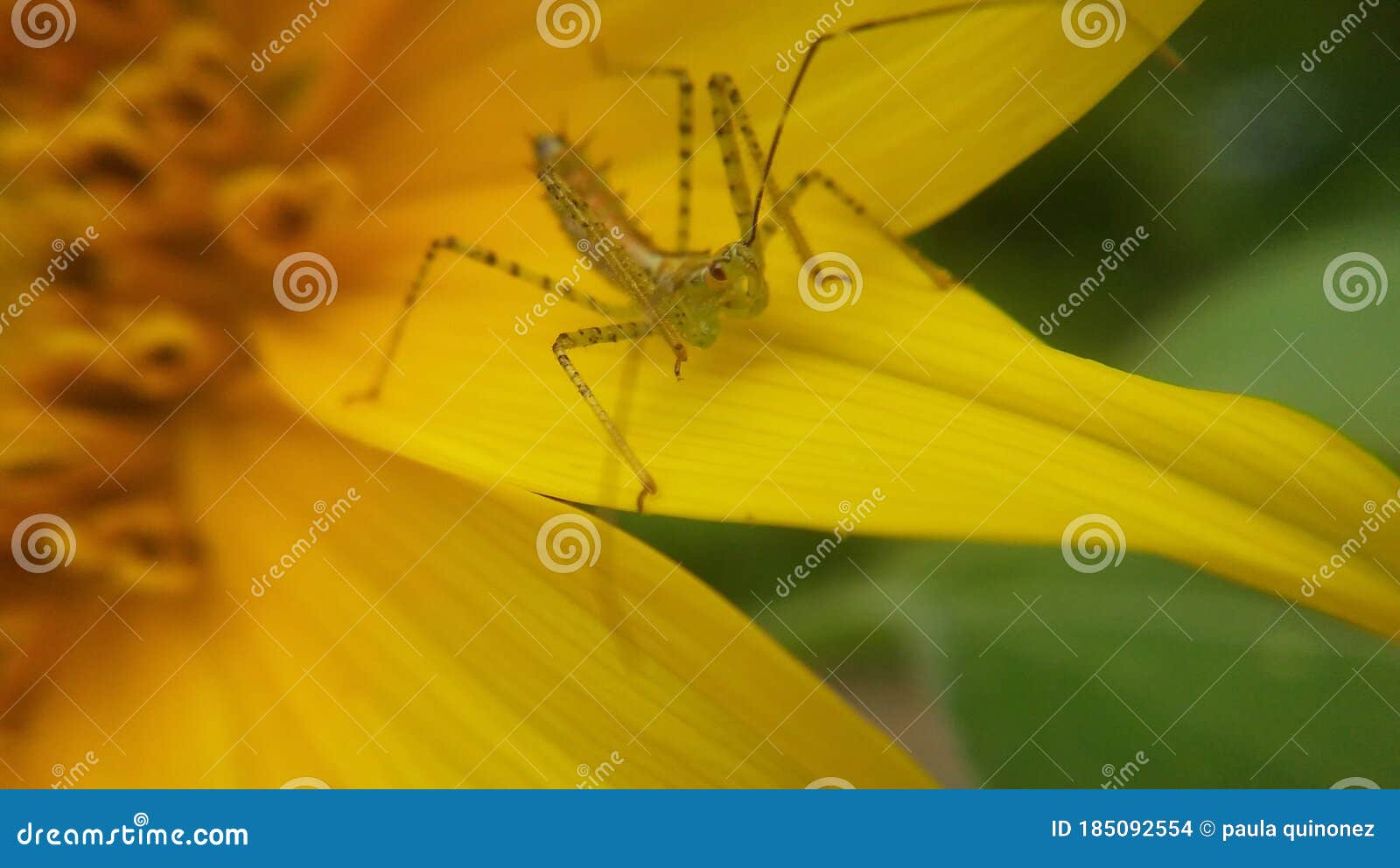 A Happy Dancing Insect on a Sunflower Stock Photo - Image of happy ...