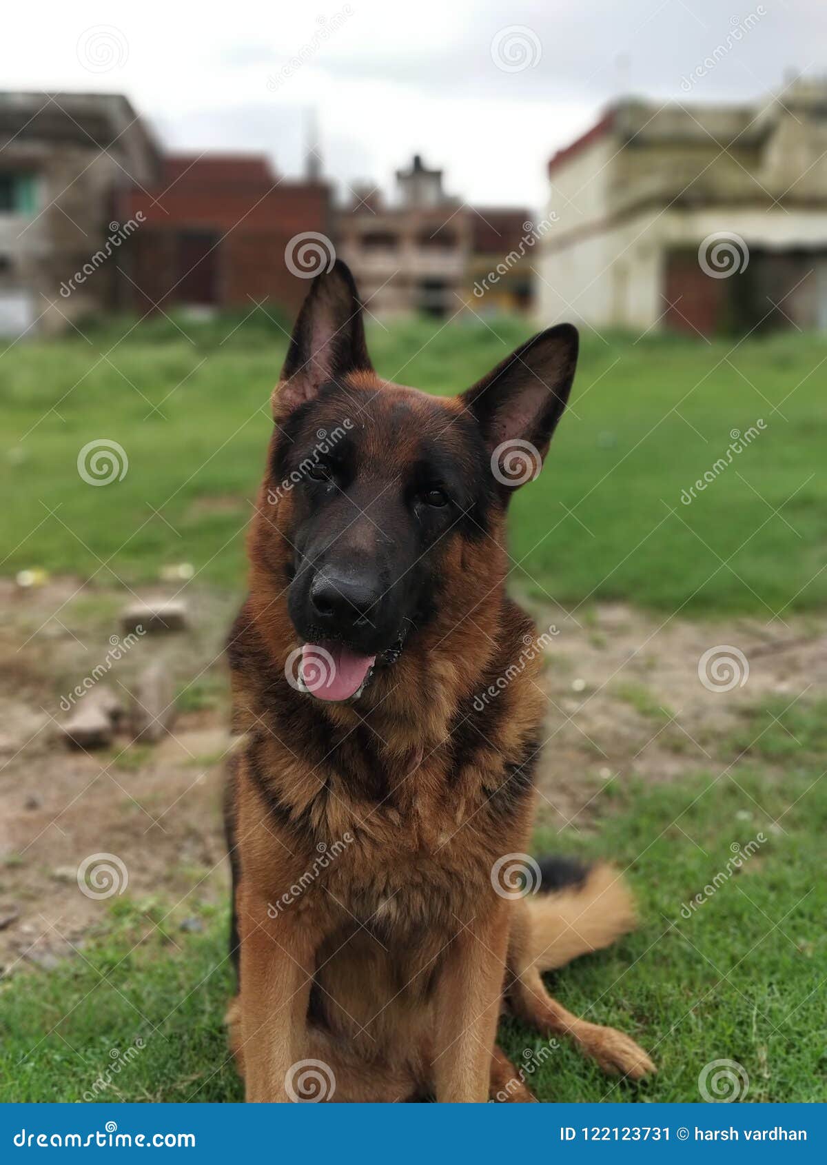 Happy day stock image. Image of happy, german, shepherd - 122123731