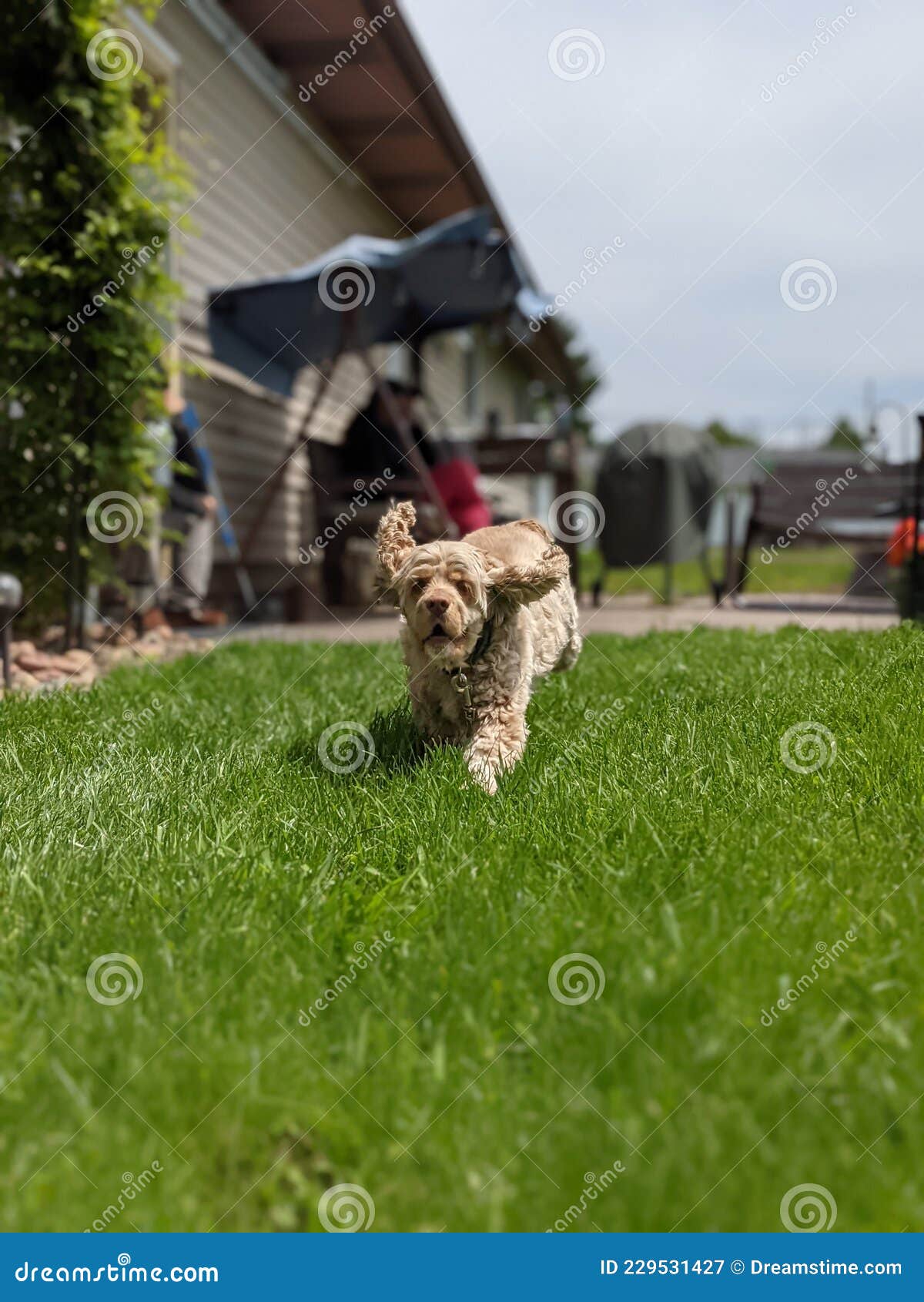 Happy days stock image. Image of produce, grass, days - 229531427