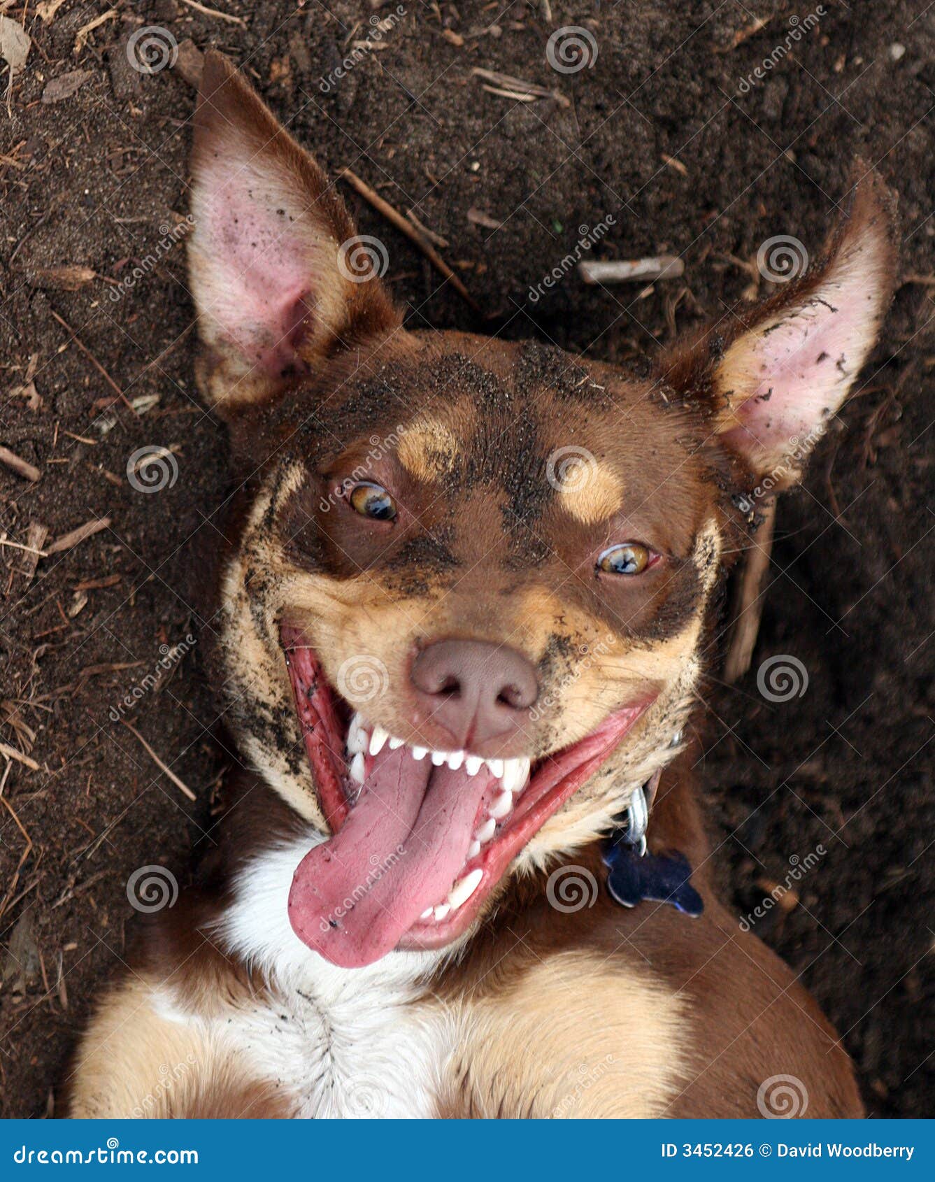 HAPPY DIRTY DOG. JACK RUSSELL MISCHIEF AFTER PLAY IN A MUD PUDDLE ...