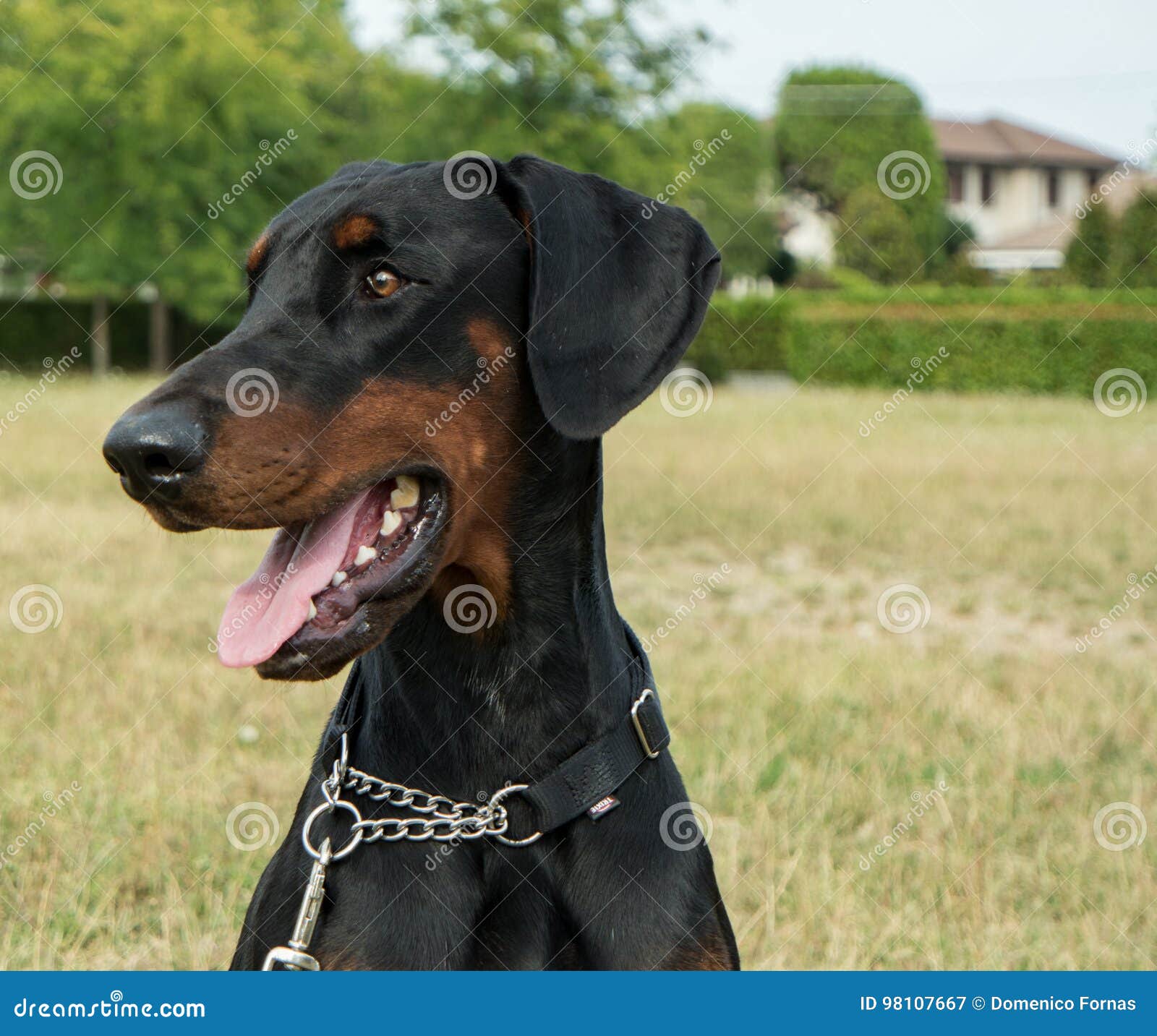 Happy Dobermann Dog stock image. Image of dobermann, dogs - 98107667