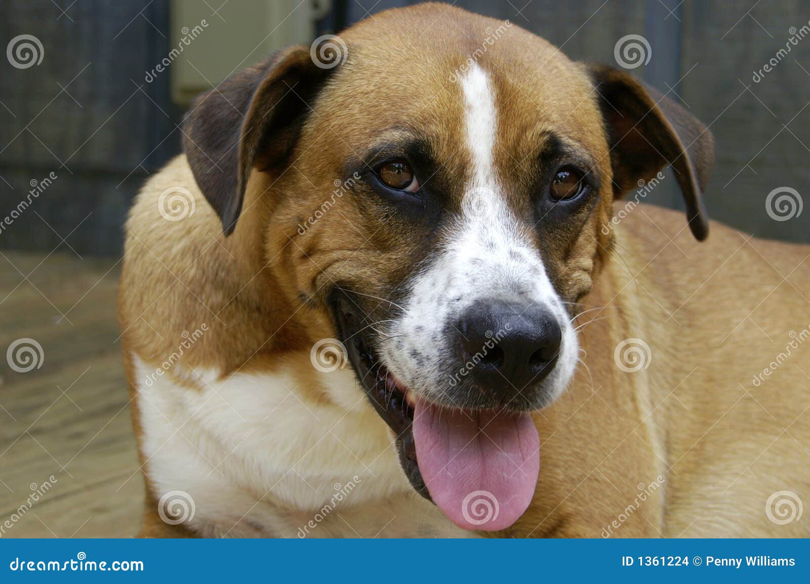 Happy dog stock photo. Image of furry, panting, breed - 1361224