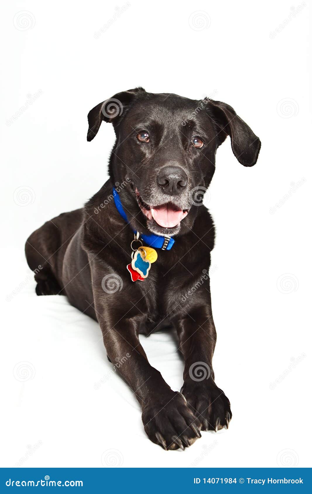 Happy dog stock photo. Image of collar, labrador, pets - 14071984