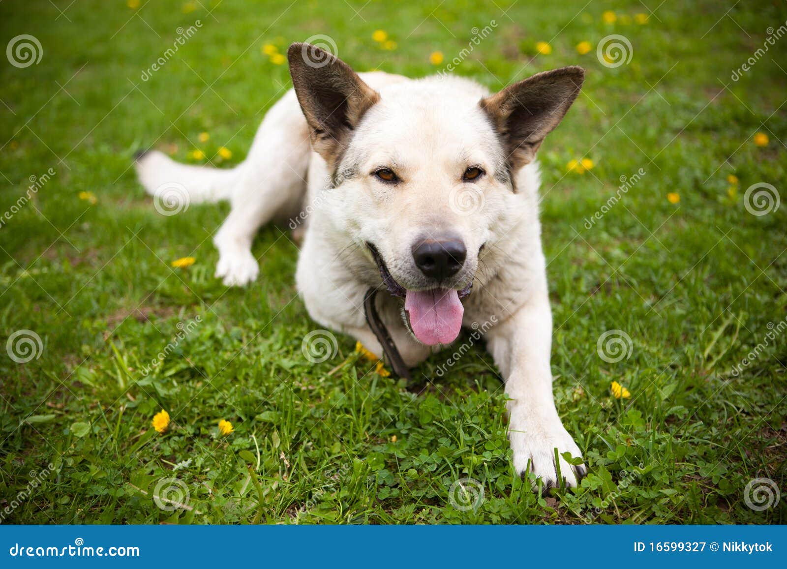 Happy dog stock image. Image of friend, cute, laugh, outdoors - 16599327