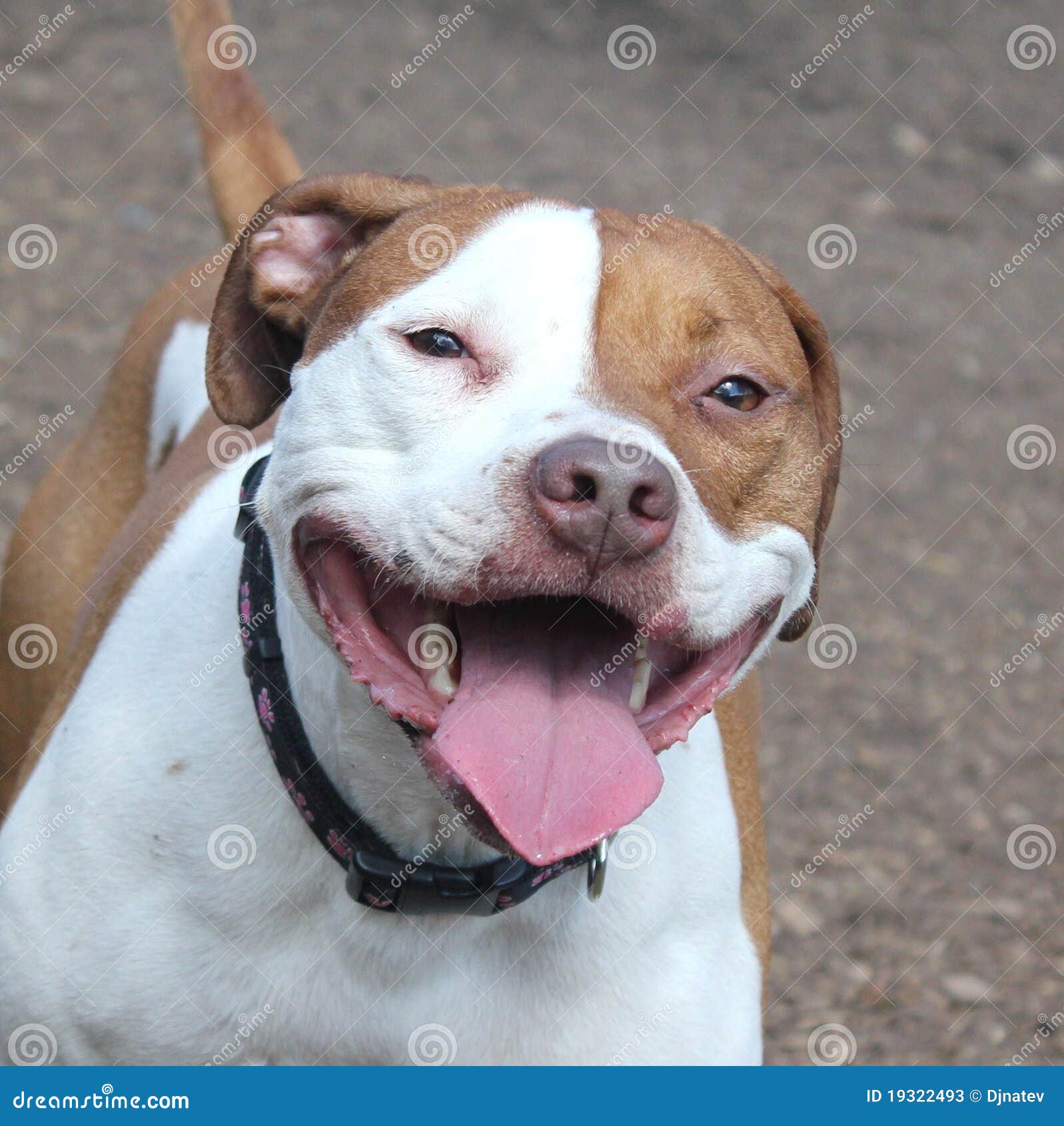 Happy Dog stock image. Image of panting, play, american - 19322493