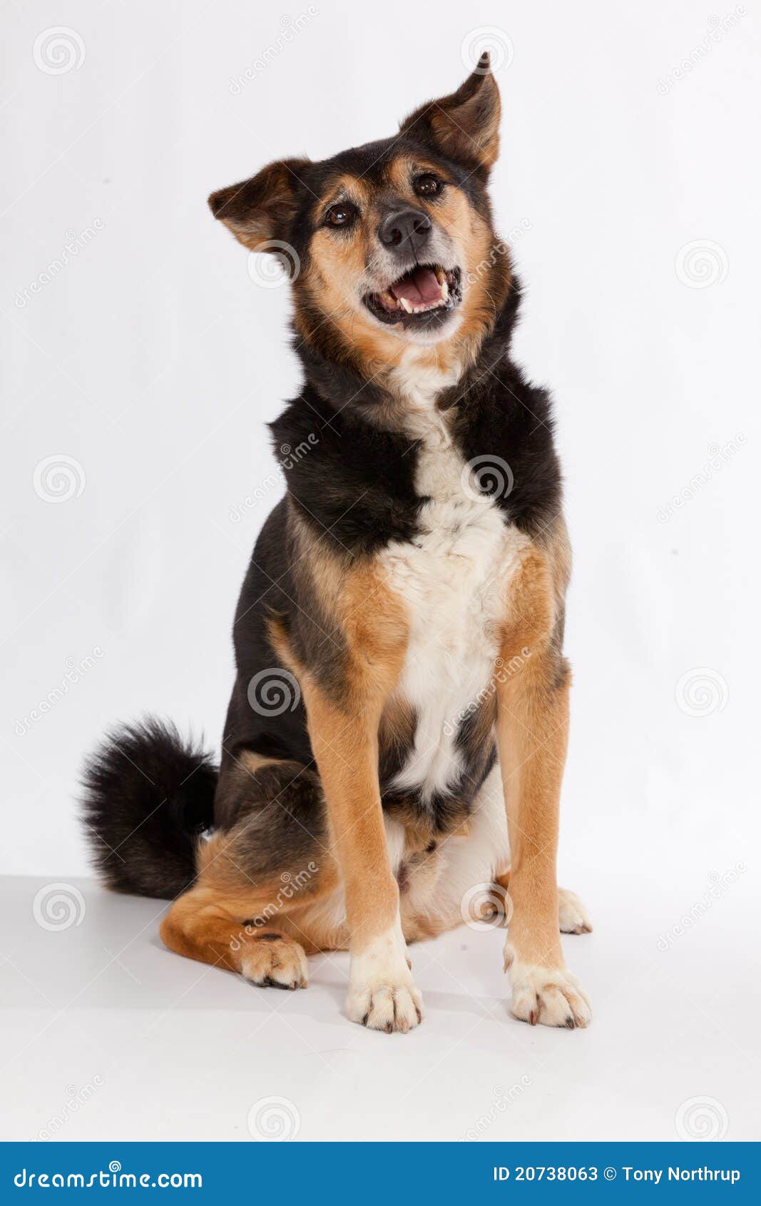 Happy dog stock image. Image of obey, canine, training - 20738063