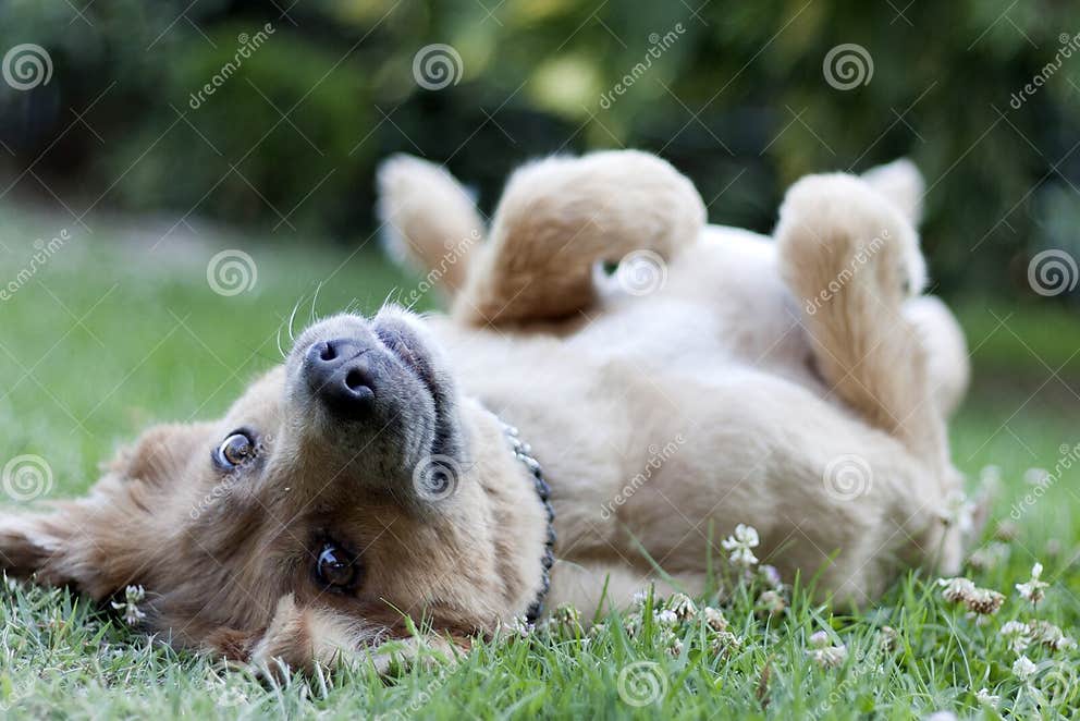 Happy dog stock image. Image of animal, happy, expressive - 21914753