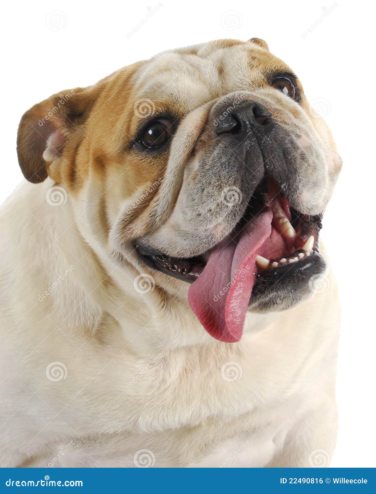Happy dog stock photo. Image of canine, adorable, indoors - 22490816