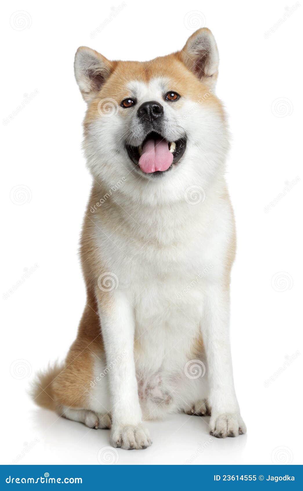 Happy dog stock image. Image of friend, funny, pedigreed - 23614555