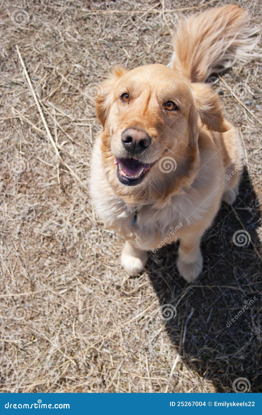 Happy Dog stock photo. Image of happy, golden, retriever - 25267004
