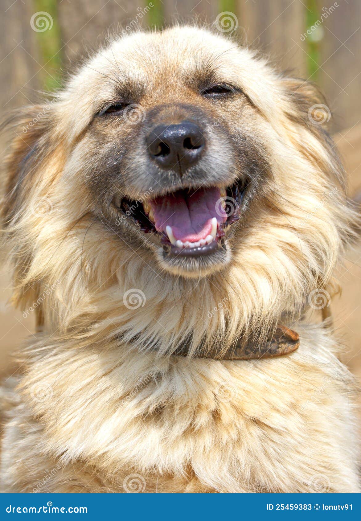 Happy dog stock image. Image of cute, canine, asking - 25459383